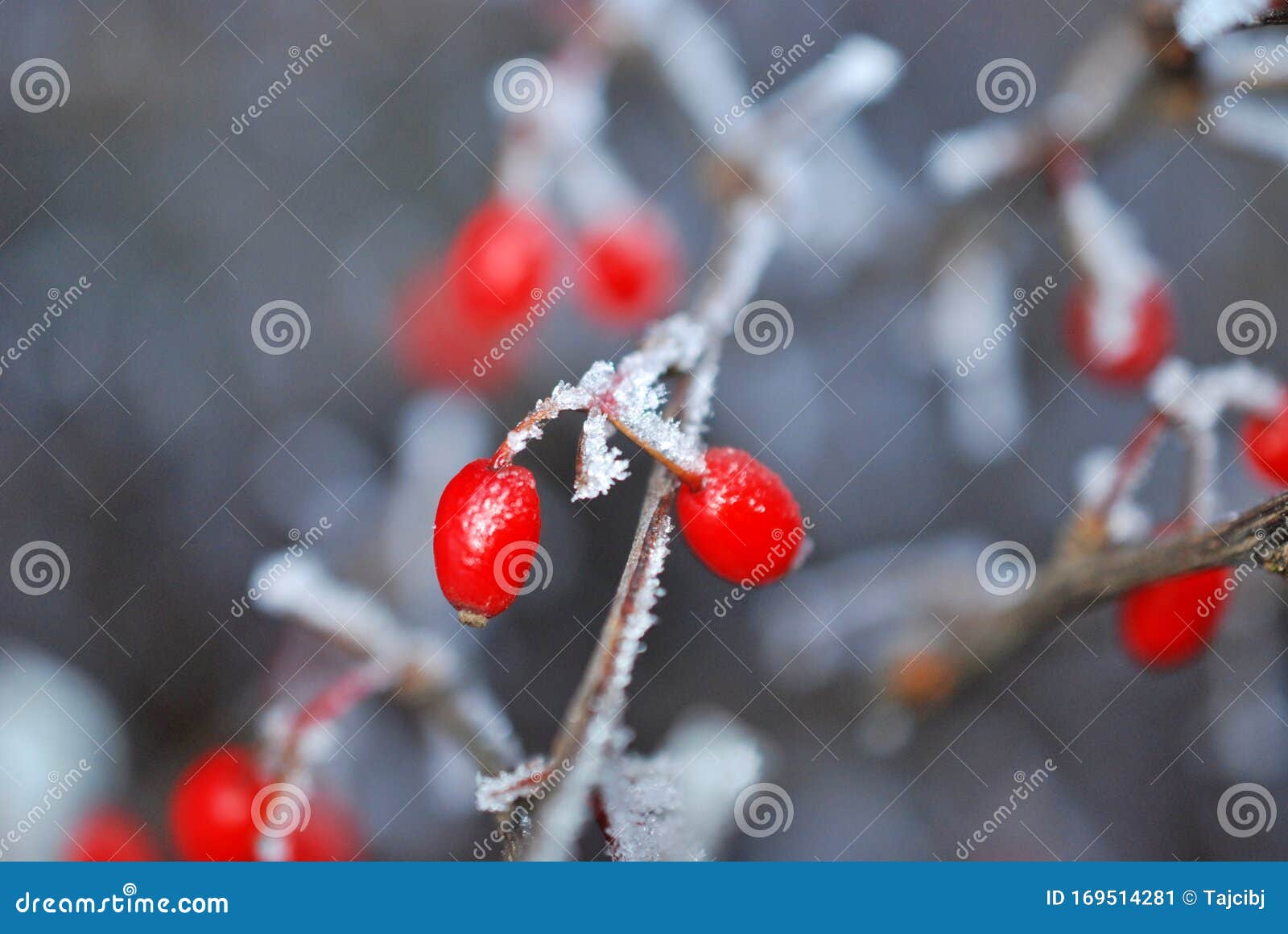 Frost , Ice on a Red Rose Hips Stock Image - Image of freeze, cold ...