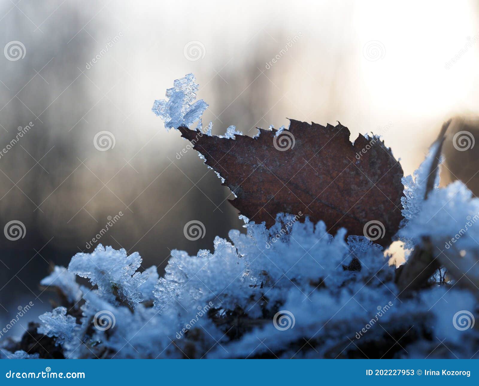 Frost, Icing on Branches and Grass. Change of Weather, Cold Snap ...