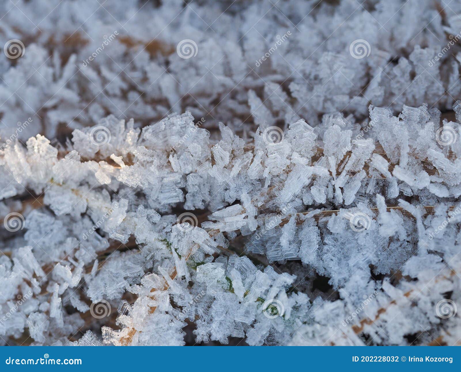 Frost, Icing on Branches and Grass. Change of Weather, Cold Snap ...