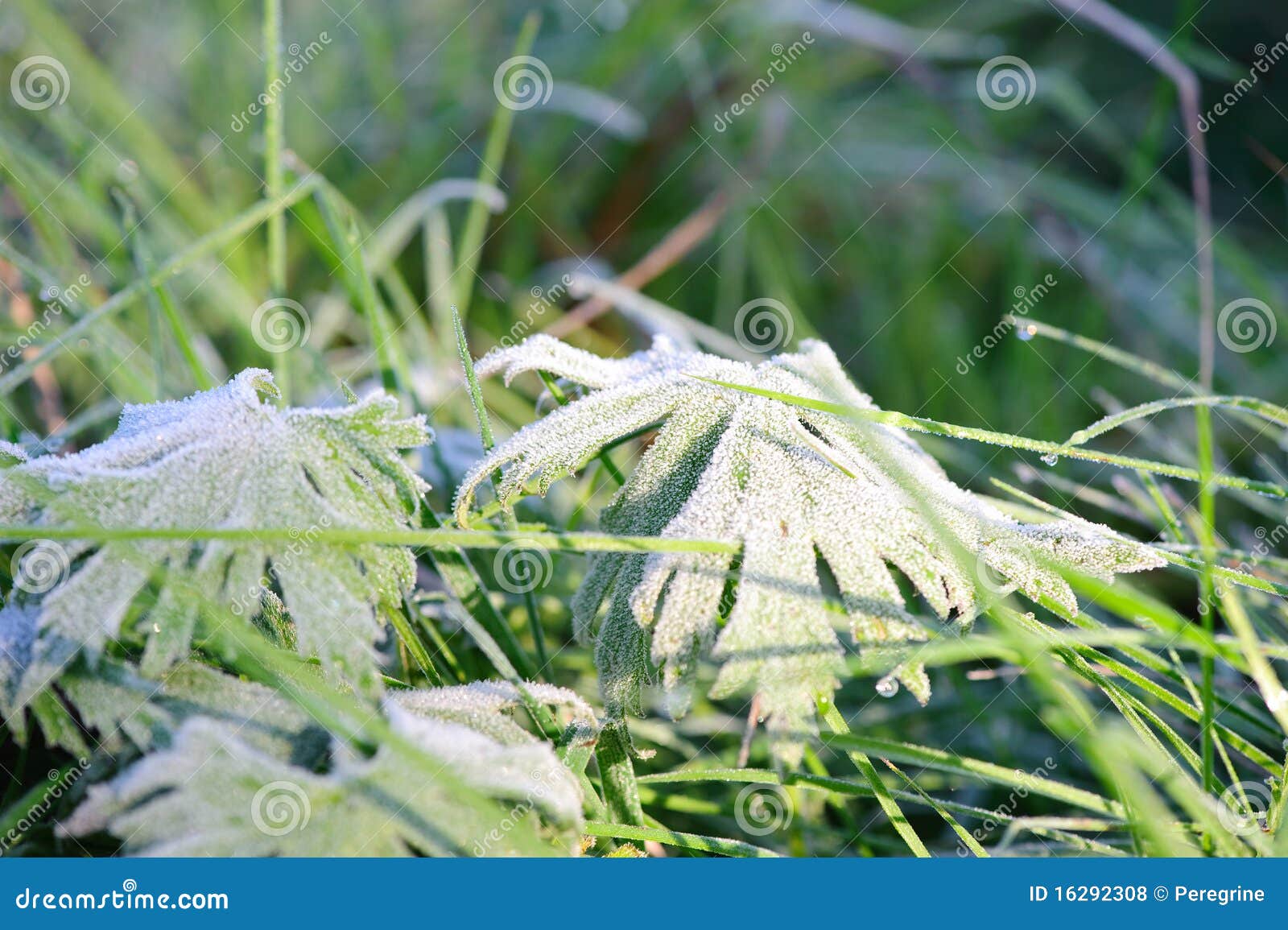 Frost on the leaves stock photo. Image of foliage, branch - 16292308