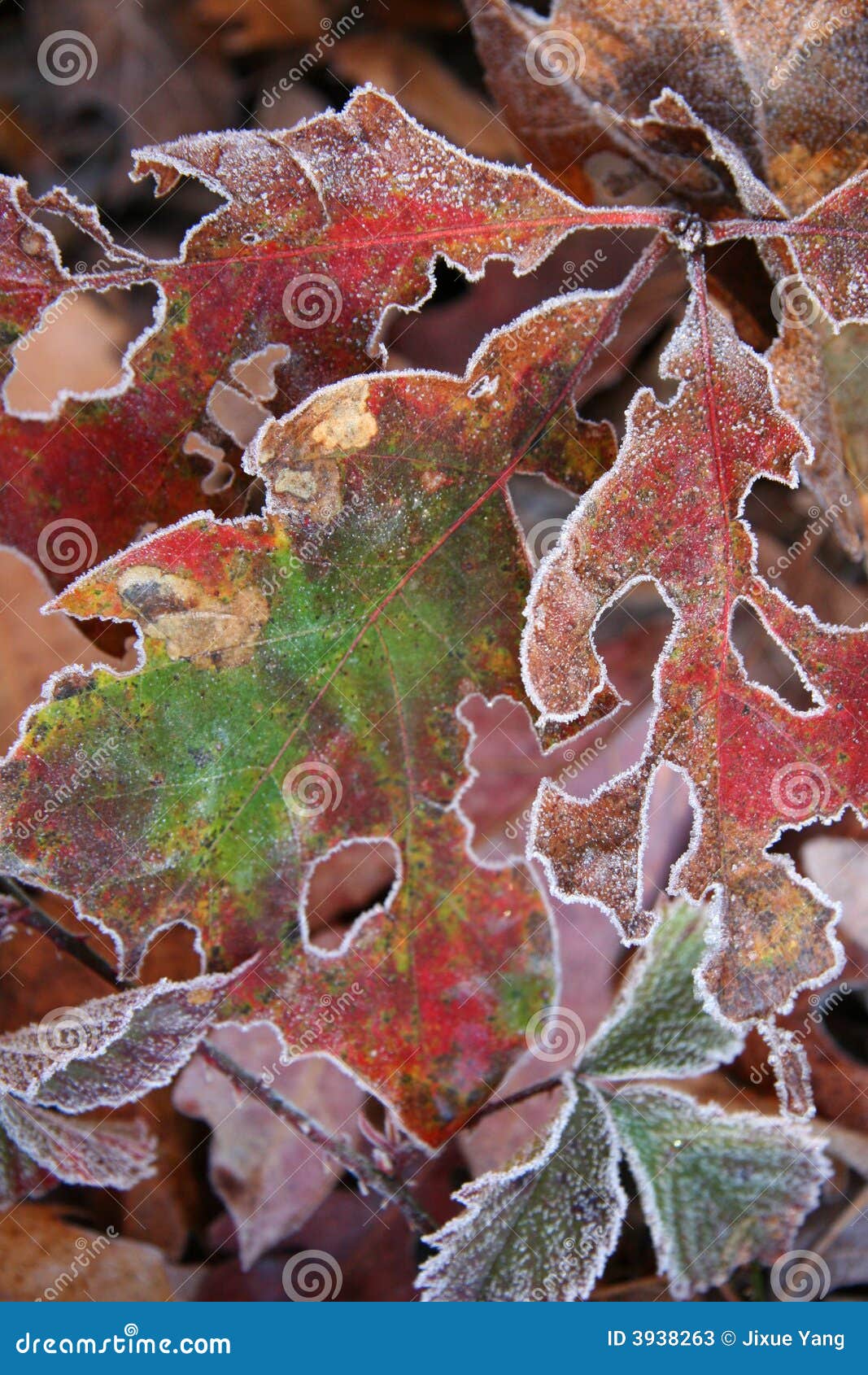 Frost leaves stock image. Image of autumn, color, frost - 3938263