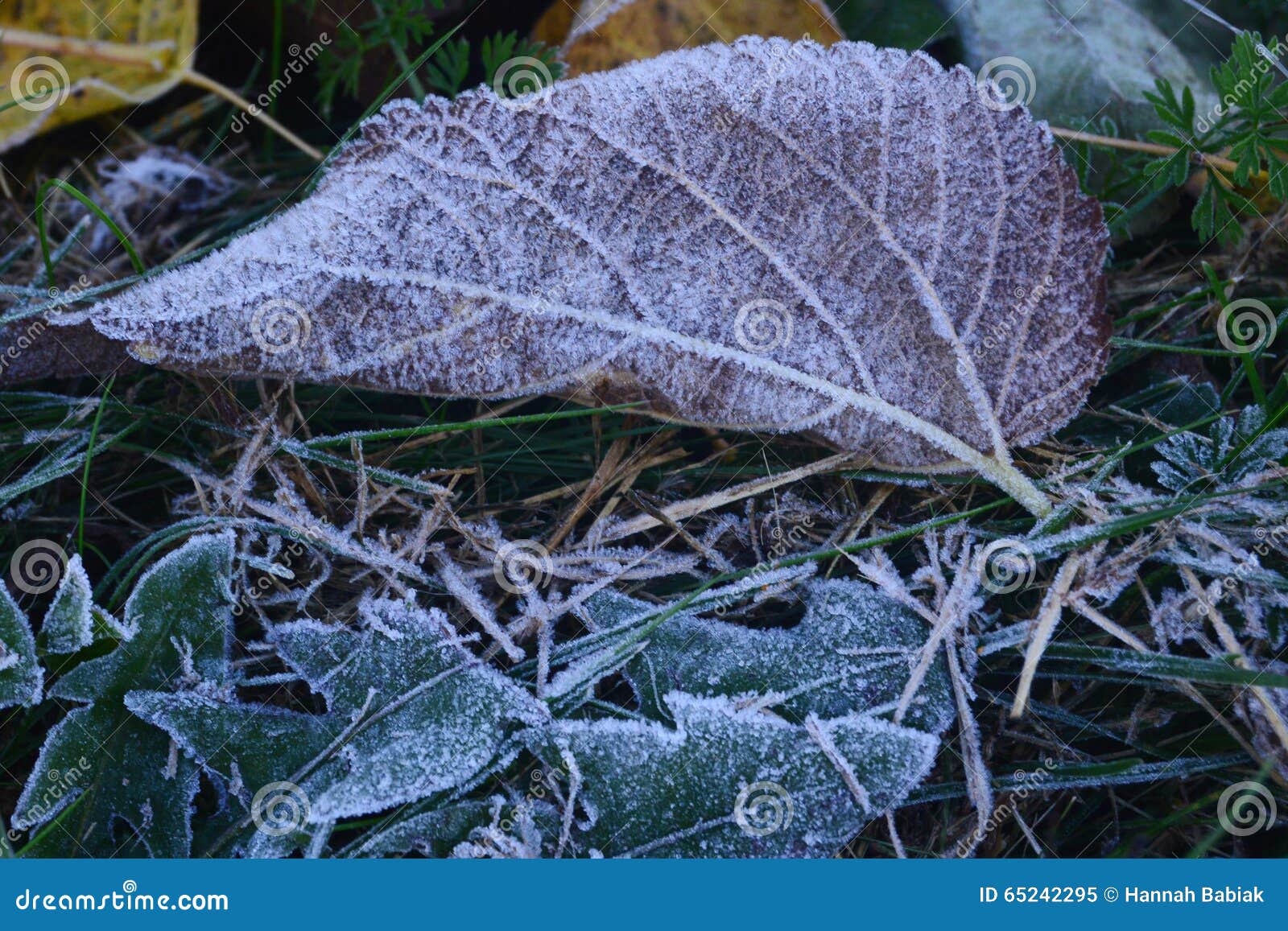 Frost on Leaves and Grass stock image. Image of frost - 65242295