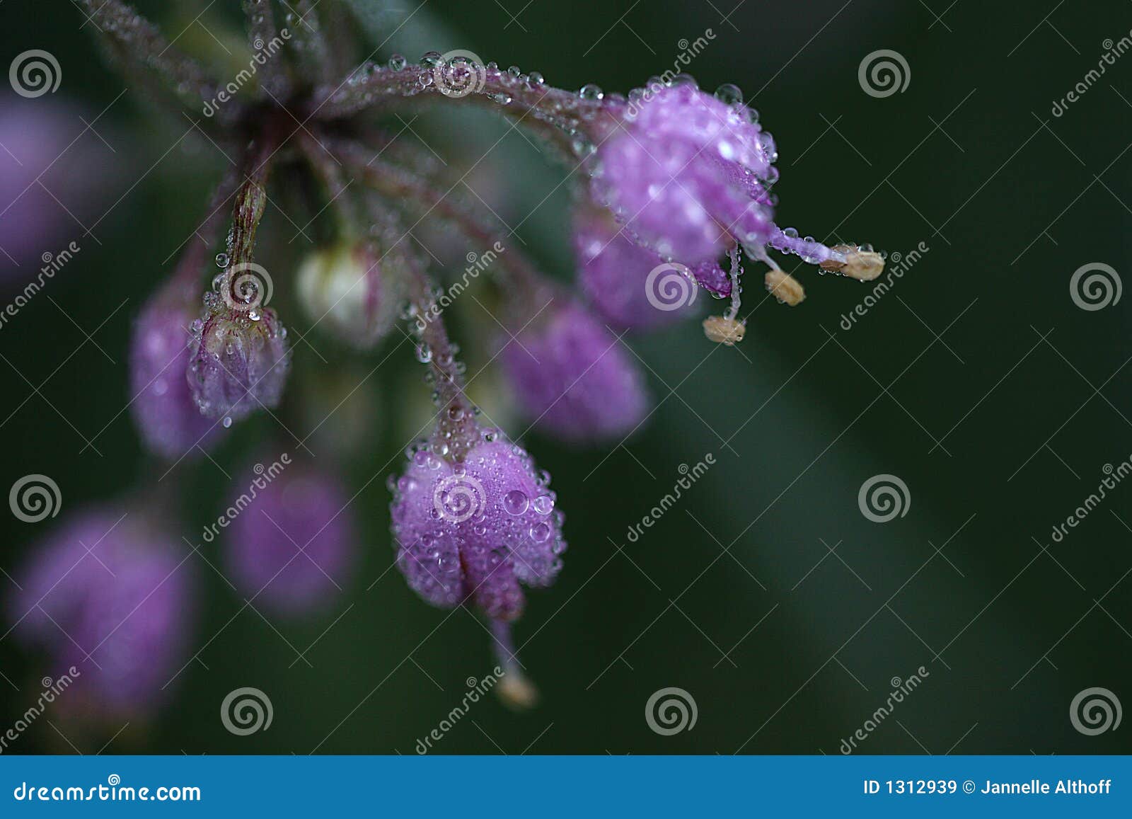 Frost Melting on Purple Flowers Stock Image - Image of colorado, field ...