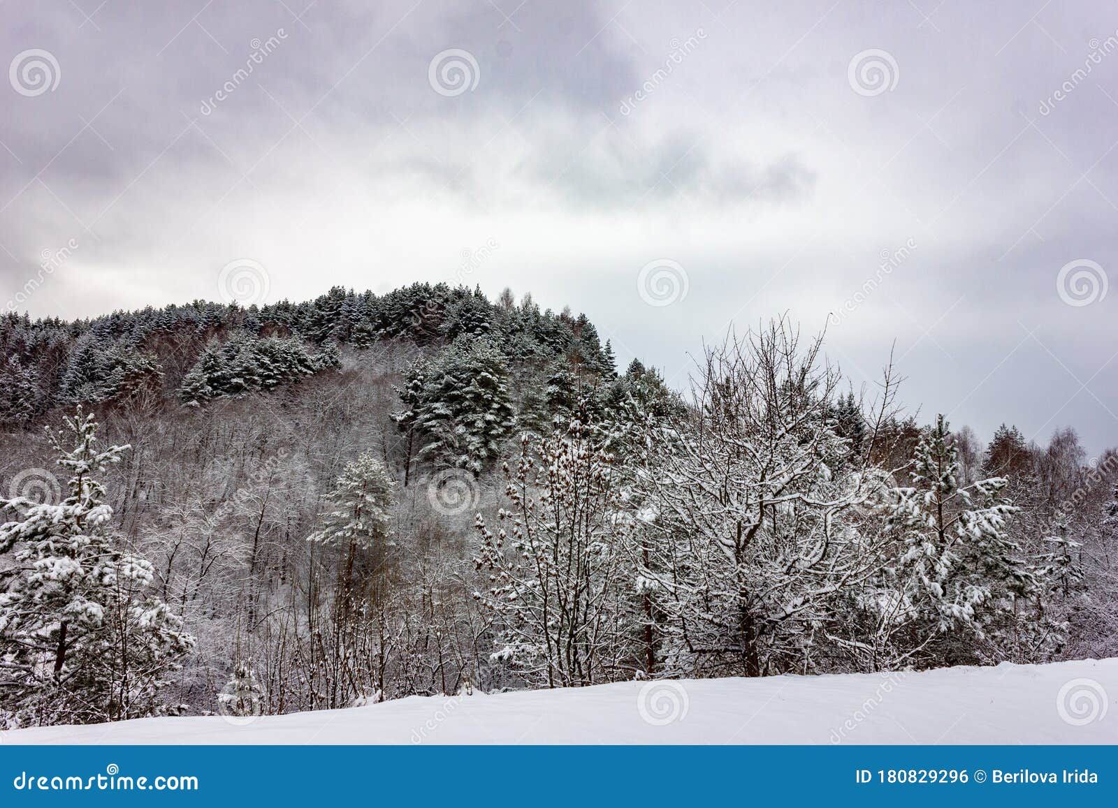 The First Autumn Snow Fell in the Forest, Tree Branches and Grass in ...