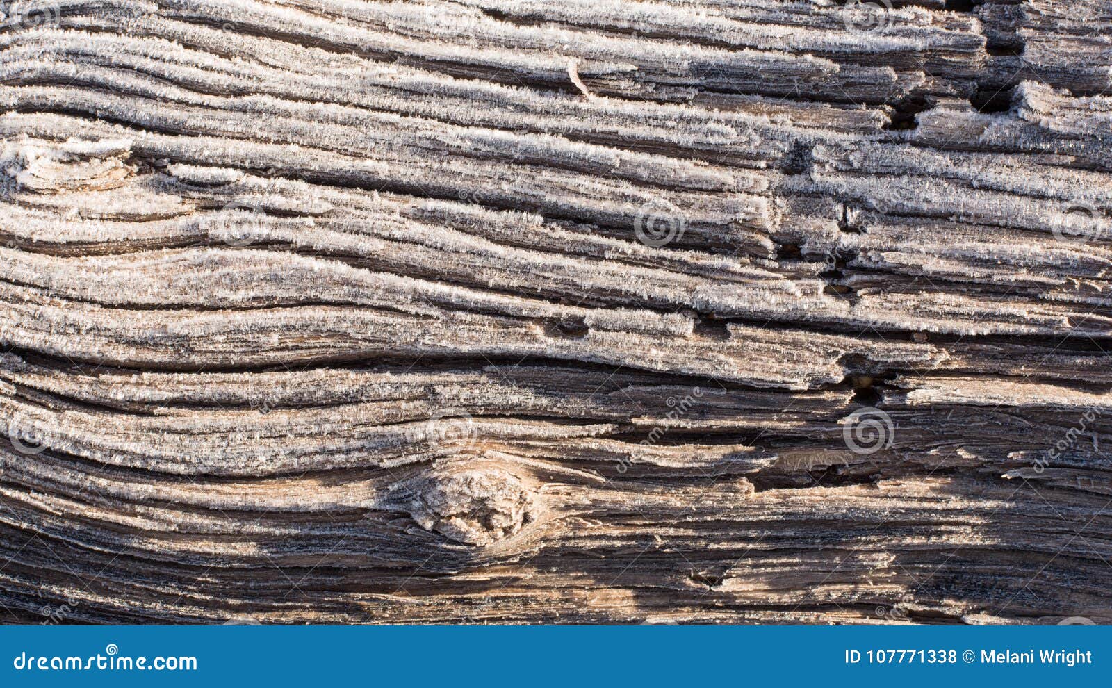 Frost on Old Tree Trunk with Lots of Texture Stock Photo - Image of ...