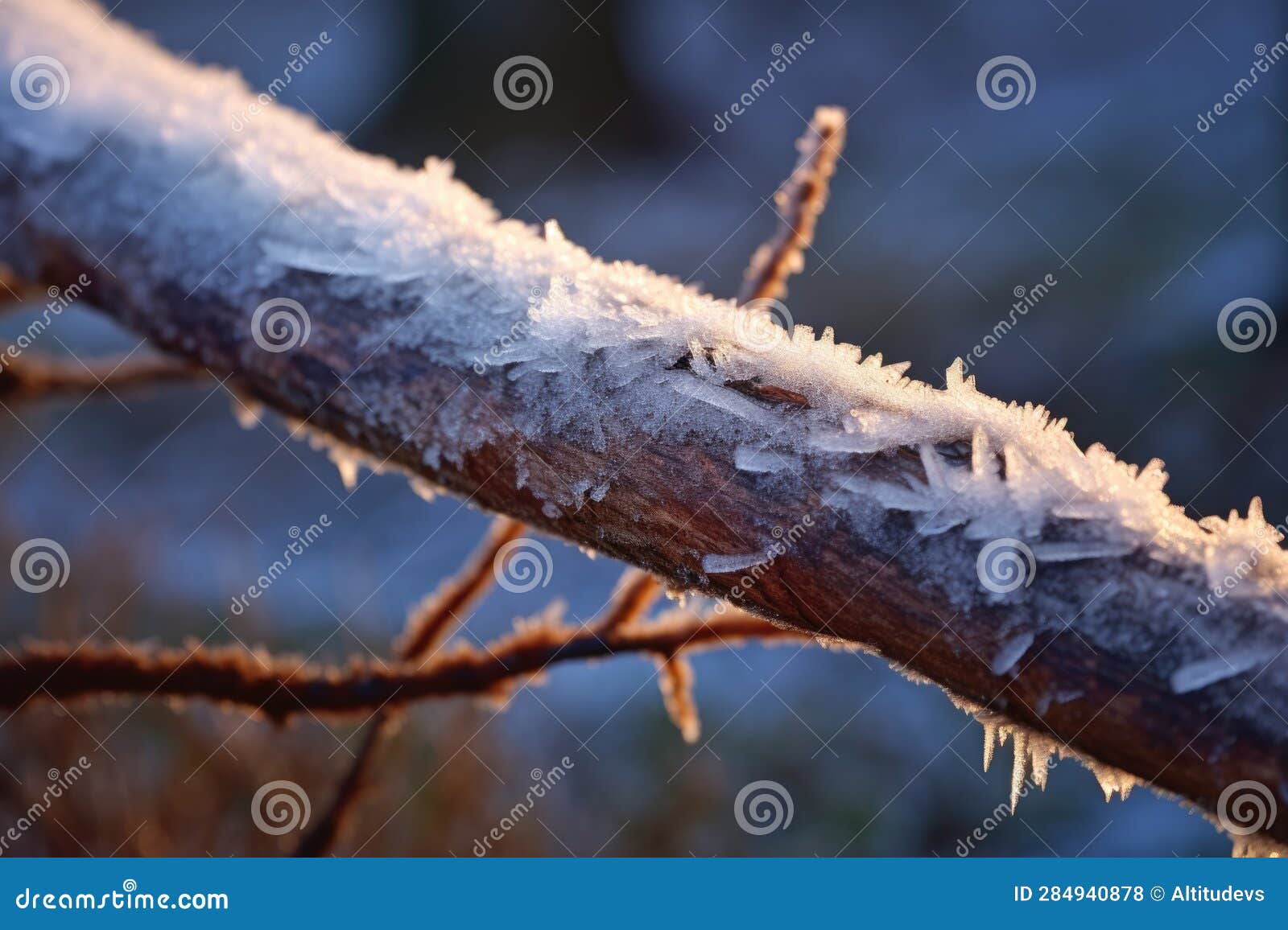 Frost Outlining the Edges of a Fallen Tree Branch Stock Illustration ...