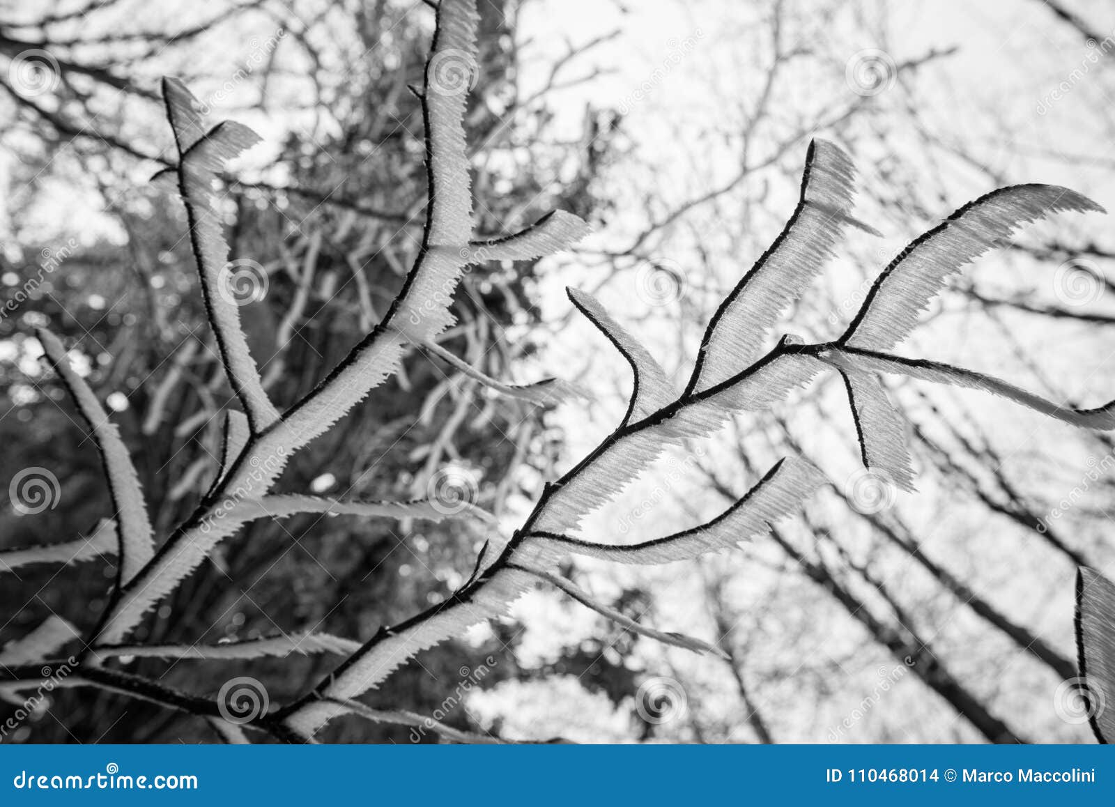 Frost Over the Branches of a Tree Stock Photo - Image of white, snow ...