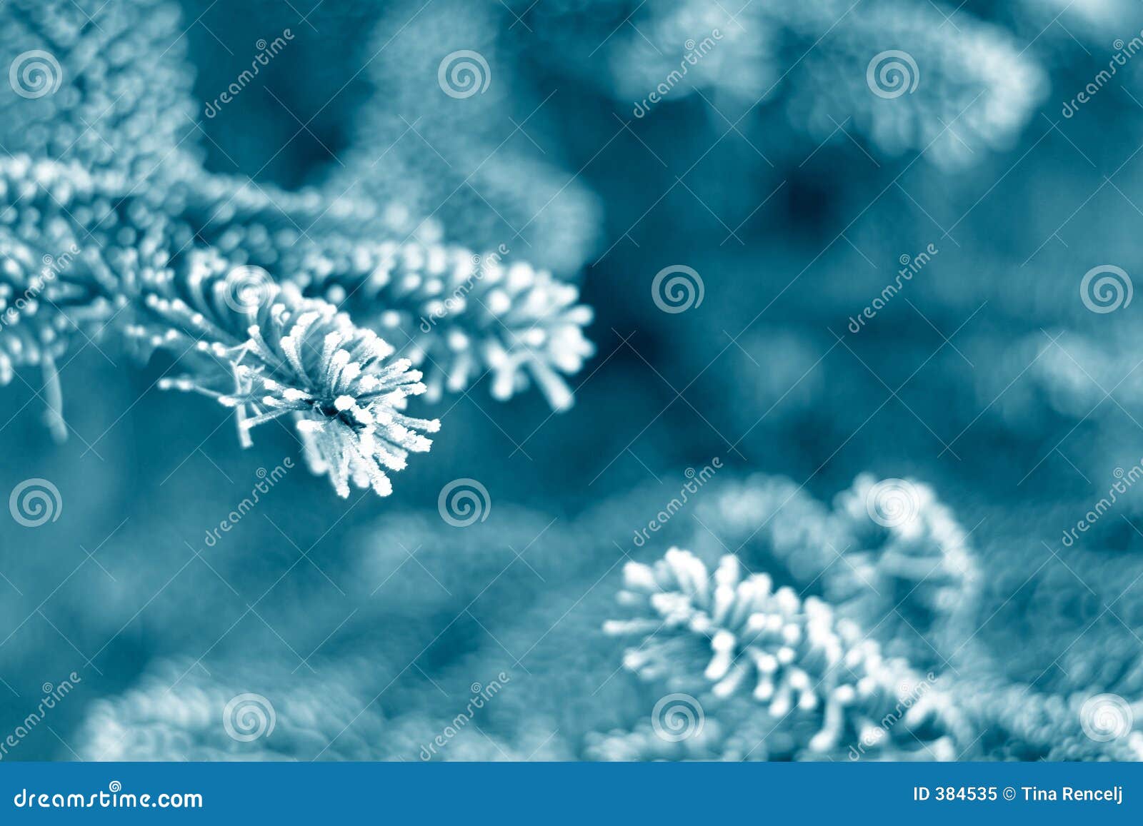Frost on Pine Tree stock image. Image of crystal, covered - 384535