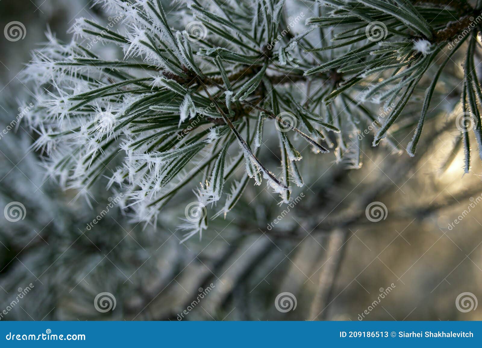Frost on pins and needles stock image. Image of plant - 209186513