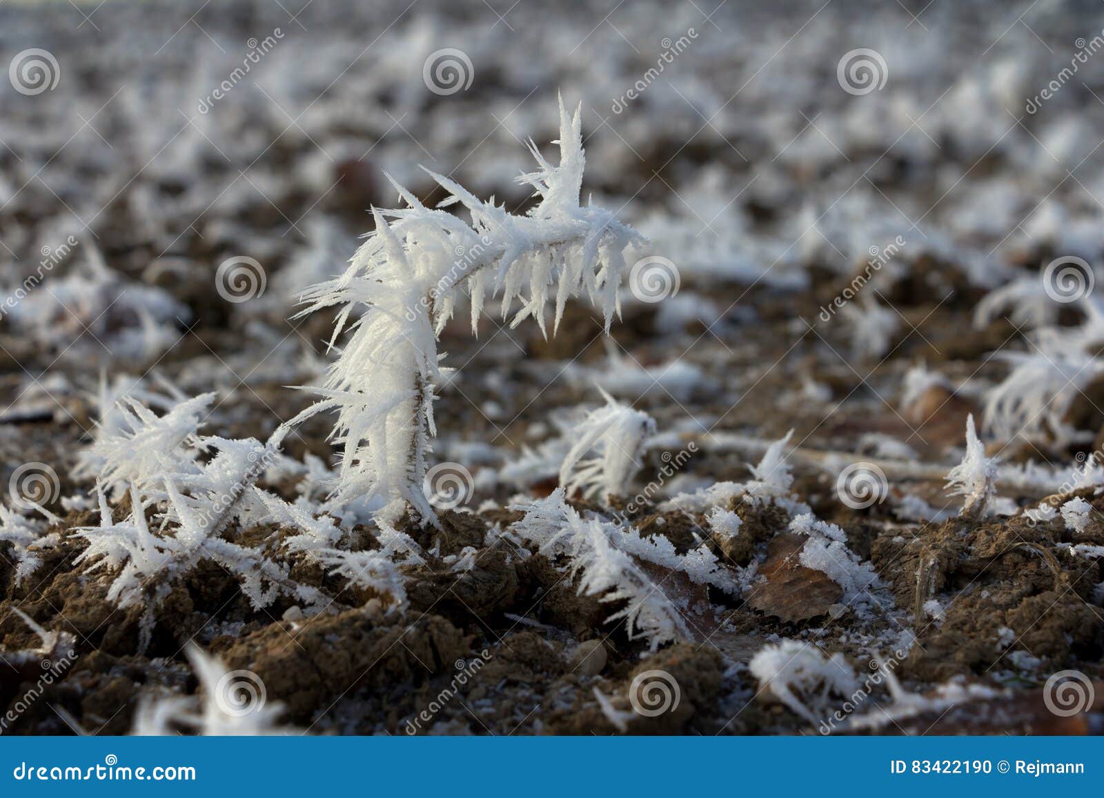 Frost Plant in the Field in Winter Stock Photo - Image of macro, fresh ...