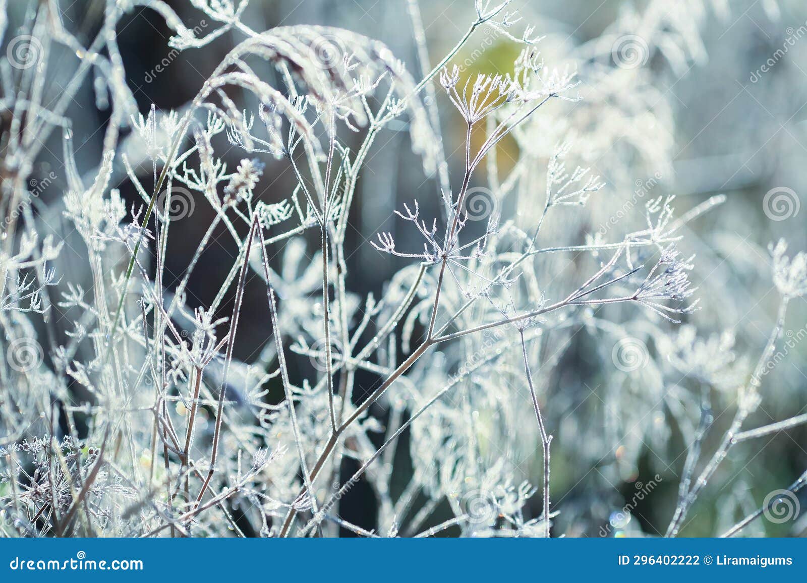 Frost on the Plants in the Autumn Stock Photo - Image of autumn ...