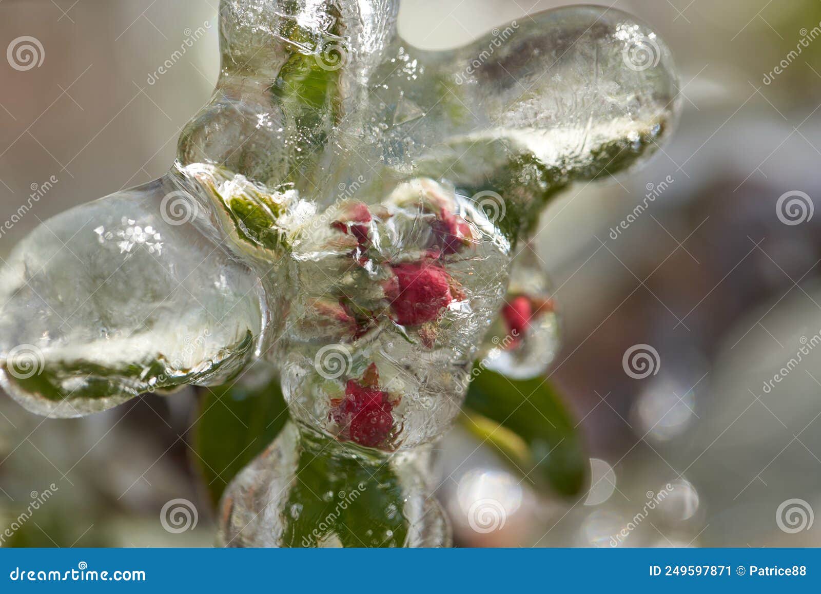 Protecting Apple Trees From Fungal Disease Or Vermin With Pressure ...