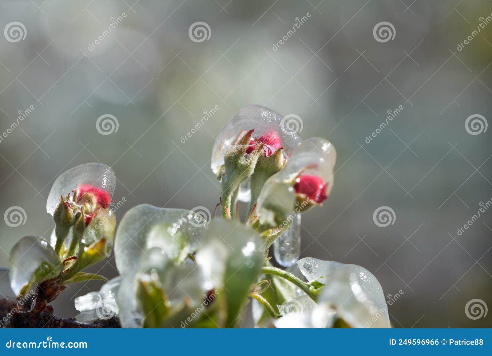Frost Protection Irrigation. Frozen Apple Tree Blossom Stock Photo ...