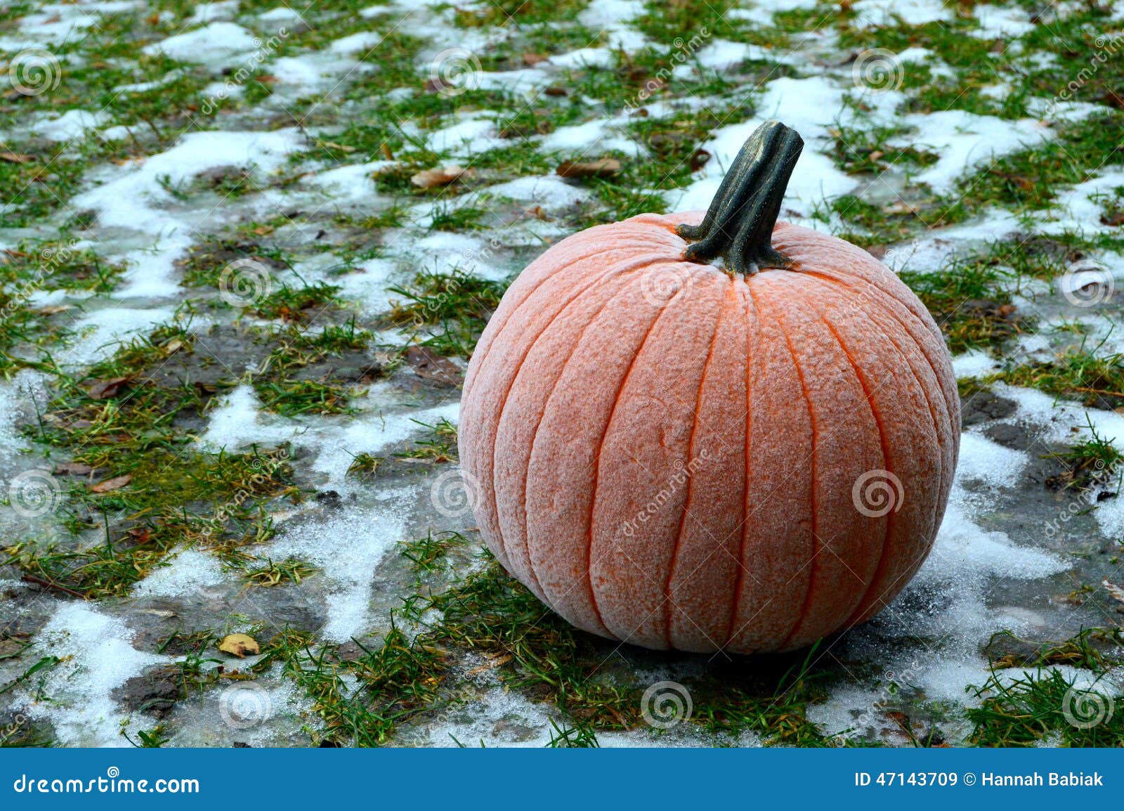 Frost on a Pumpkin stock image. Image of sitting, pumpkin - 47143709