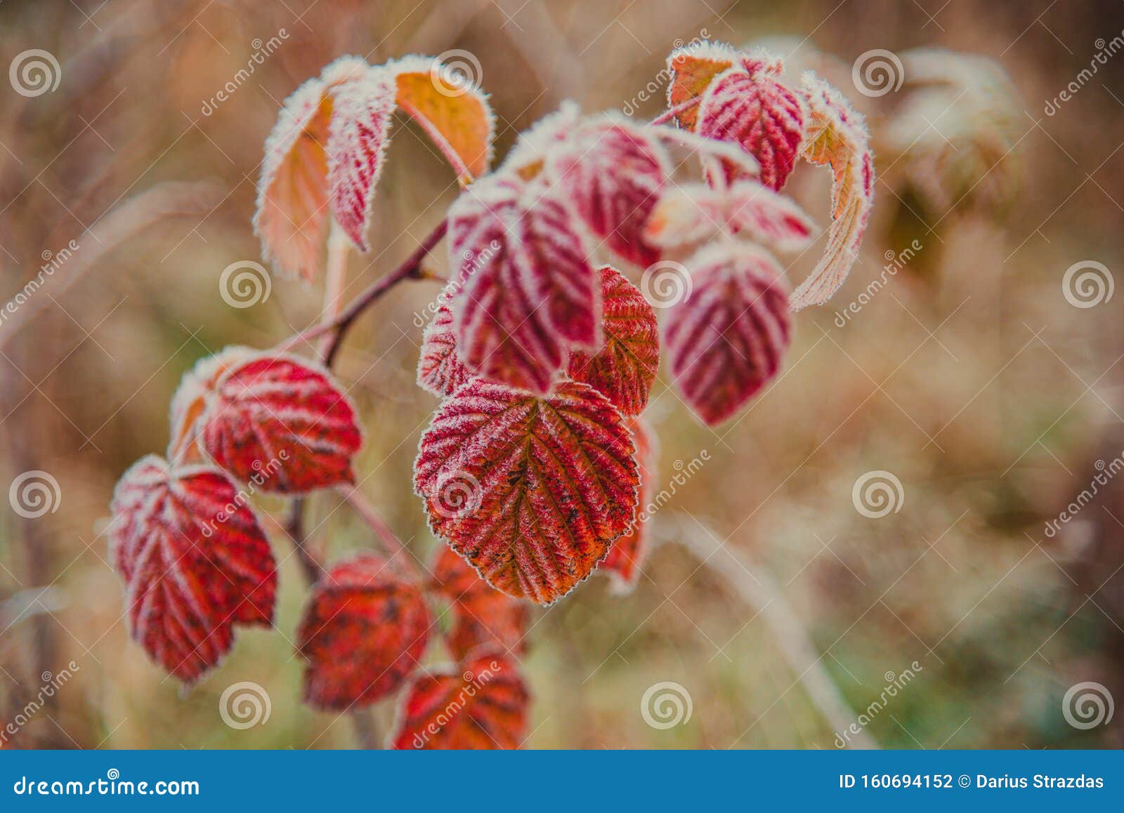 Frost on raspberry tree stock photo. Image of detail - 160694152