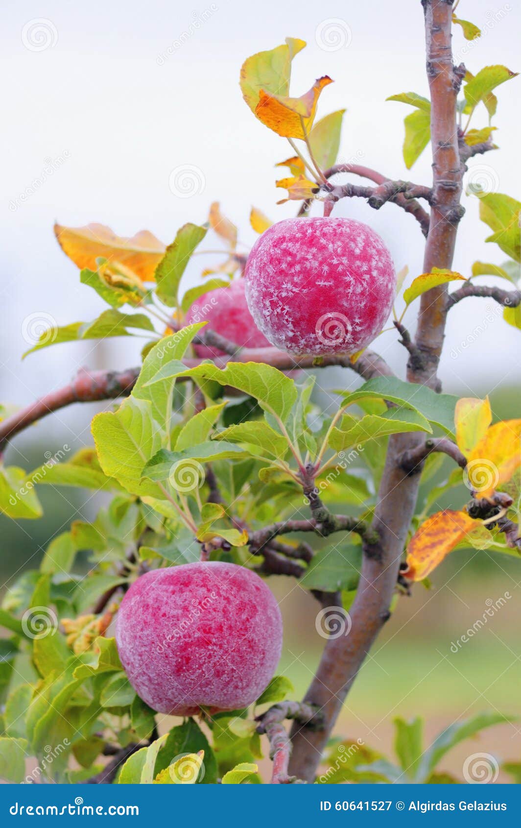 Frost on red autumn apples stock image. Image of nature - 60641527