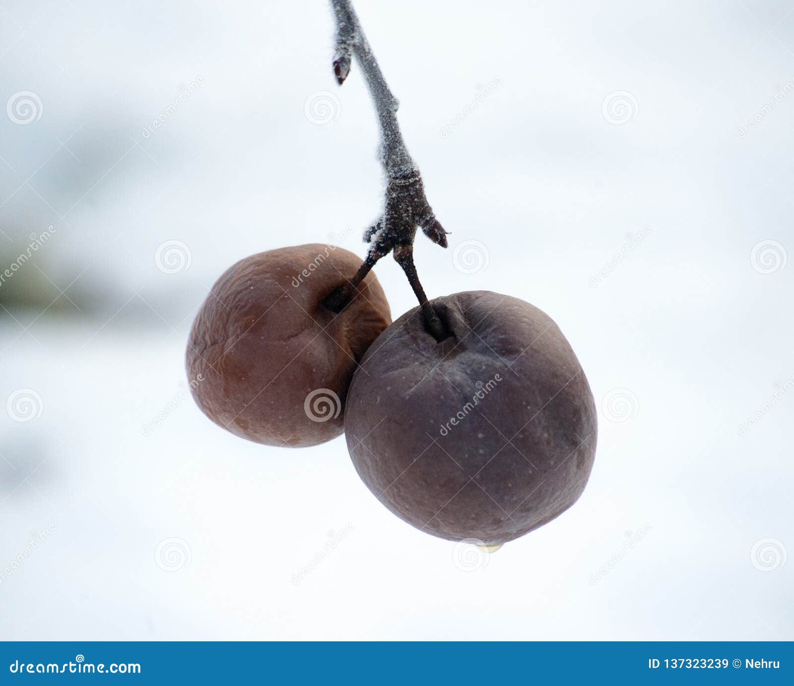 Frost on a Rotten Apples in Orchard,shallow Dof Stock Image - Image of ...