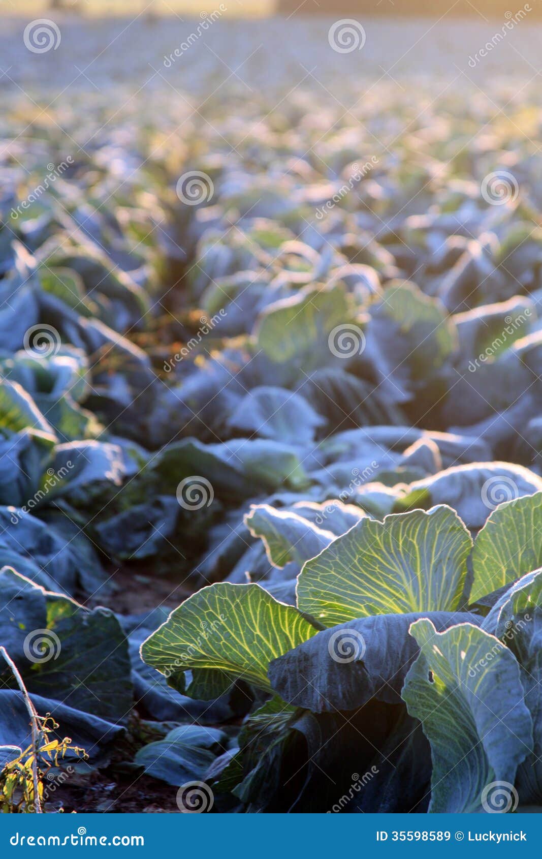 Frost on Savoy Cabbage Field Stock Image - Image of agriculture ...