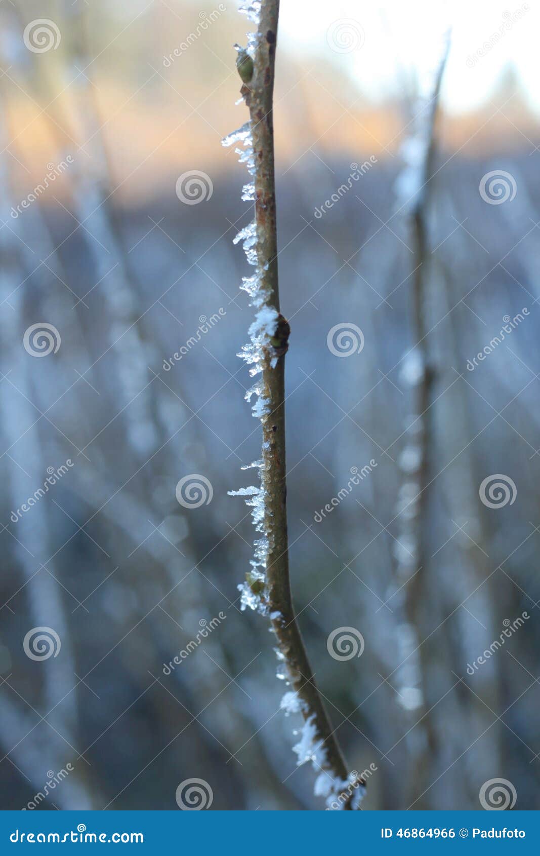 Frost stock photo. Image of forest, branch, frost, leaf - 46864966