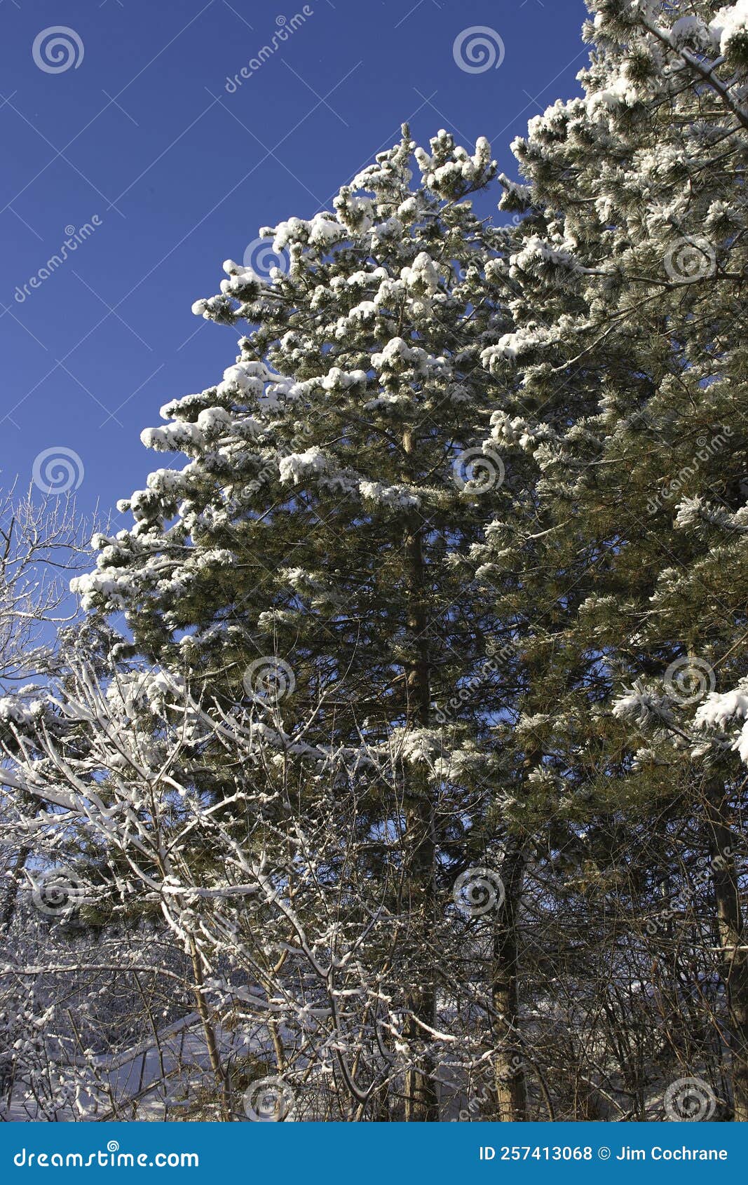 Frost and Snow Covers Tree Branches Stock Photo - Image of light ...