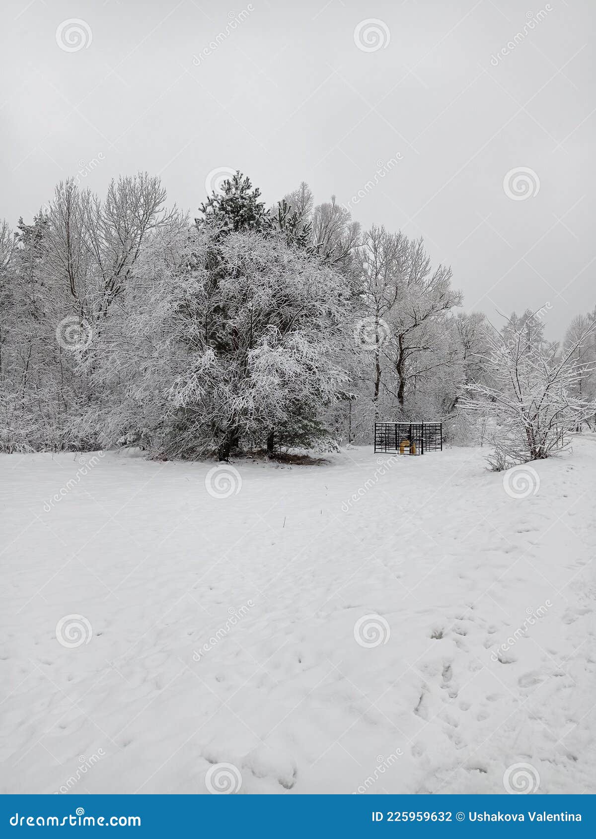 Frost Snow Winter Forest Forest in the Snow White Winter Landscape Grey ...