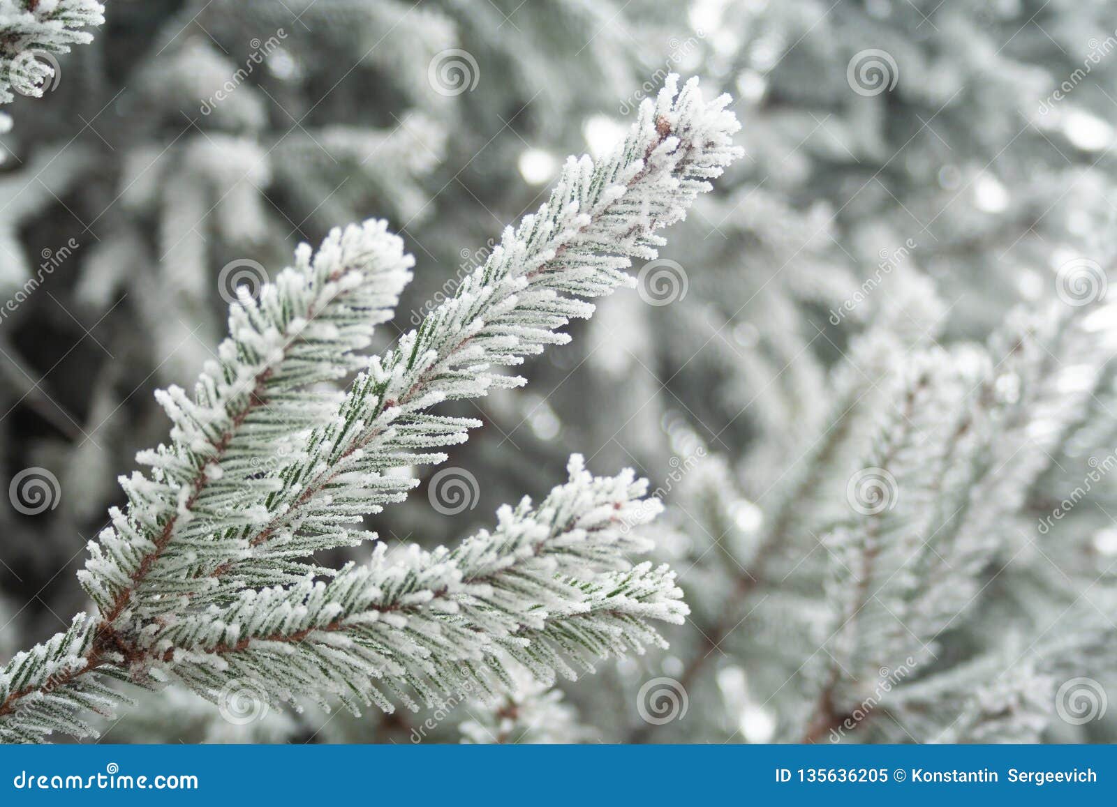 Frost spruce stock image. Image of beauty, nature, closeup - 135636205
