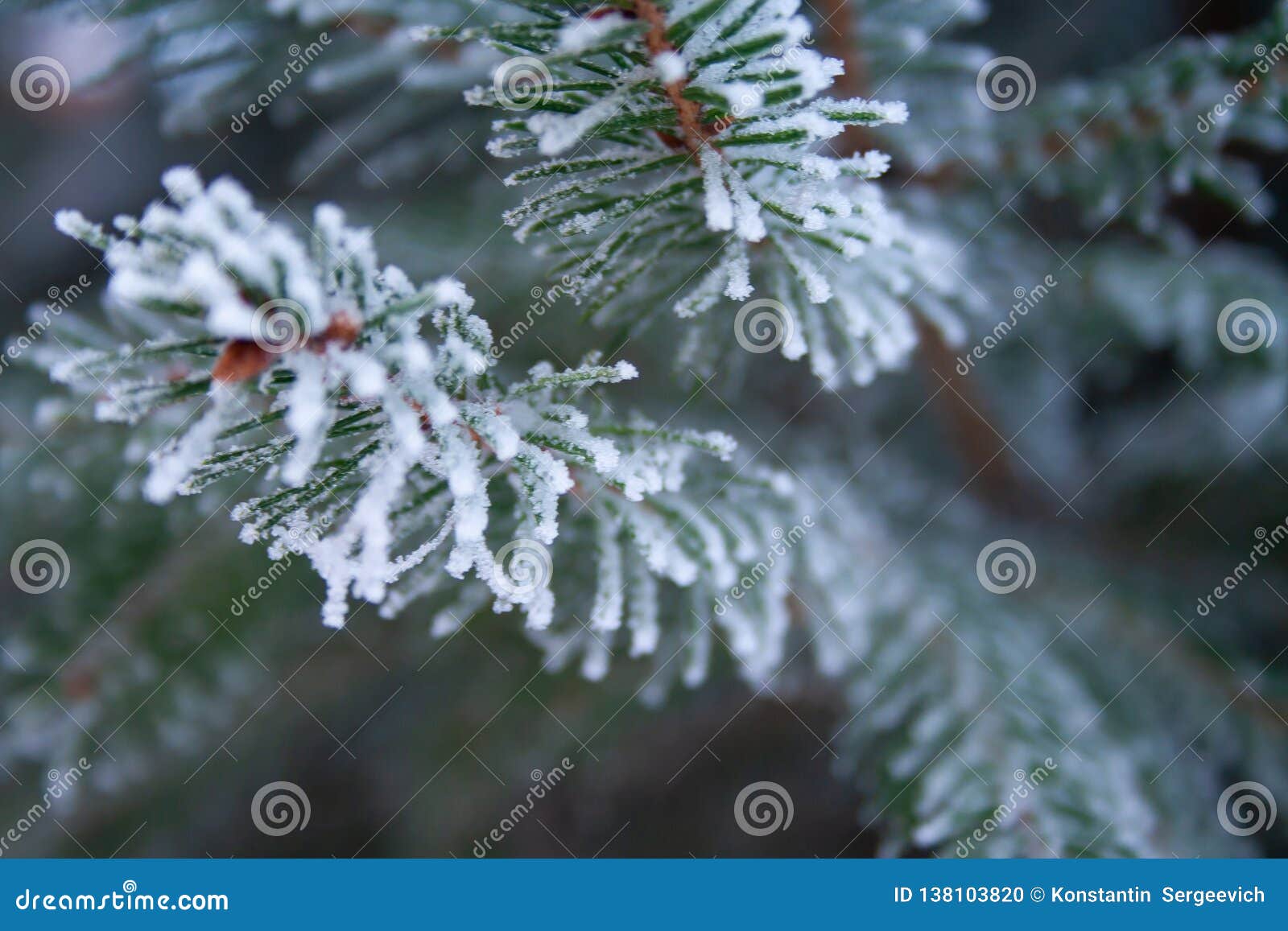 Frost spruce stock photo. Image of scene, wood, background - 138103820