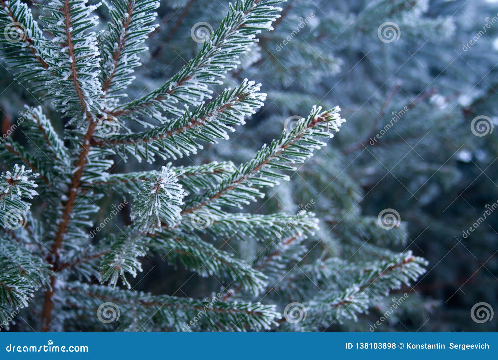 Frost spruce stock photo. Image of outdoor, season, spruce - 138103898