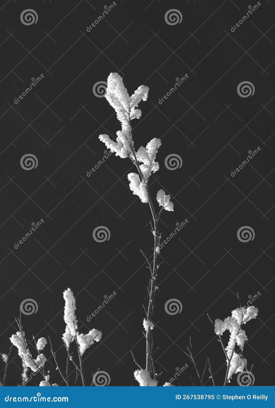 Frost in full bloom stock image. Image of build, bloom - 267538795