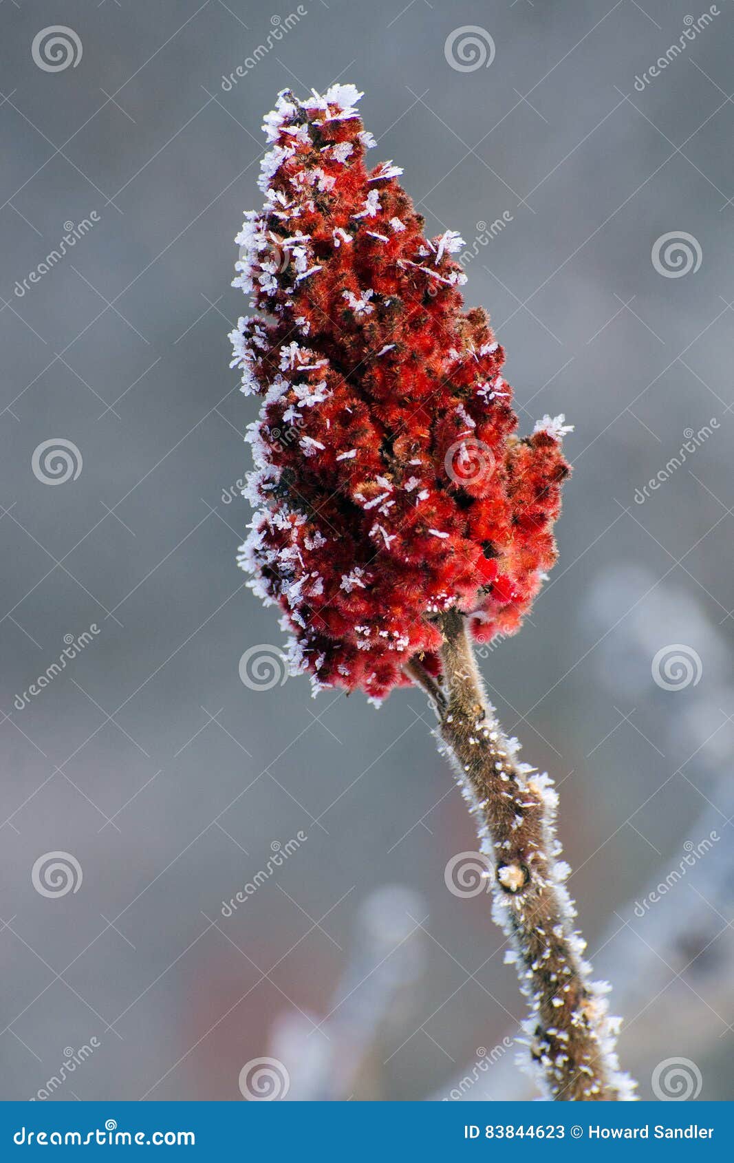 Frost Sumac Winter Stock Photos - Free & Royalty-Free Stock Photos from ...