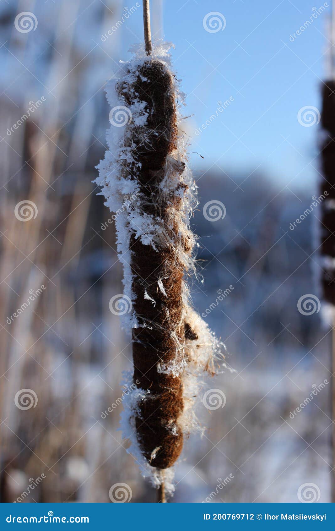 Frost on the Surface of One Reed. Stock Photo - Image of nature, place ...