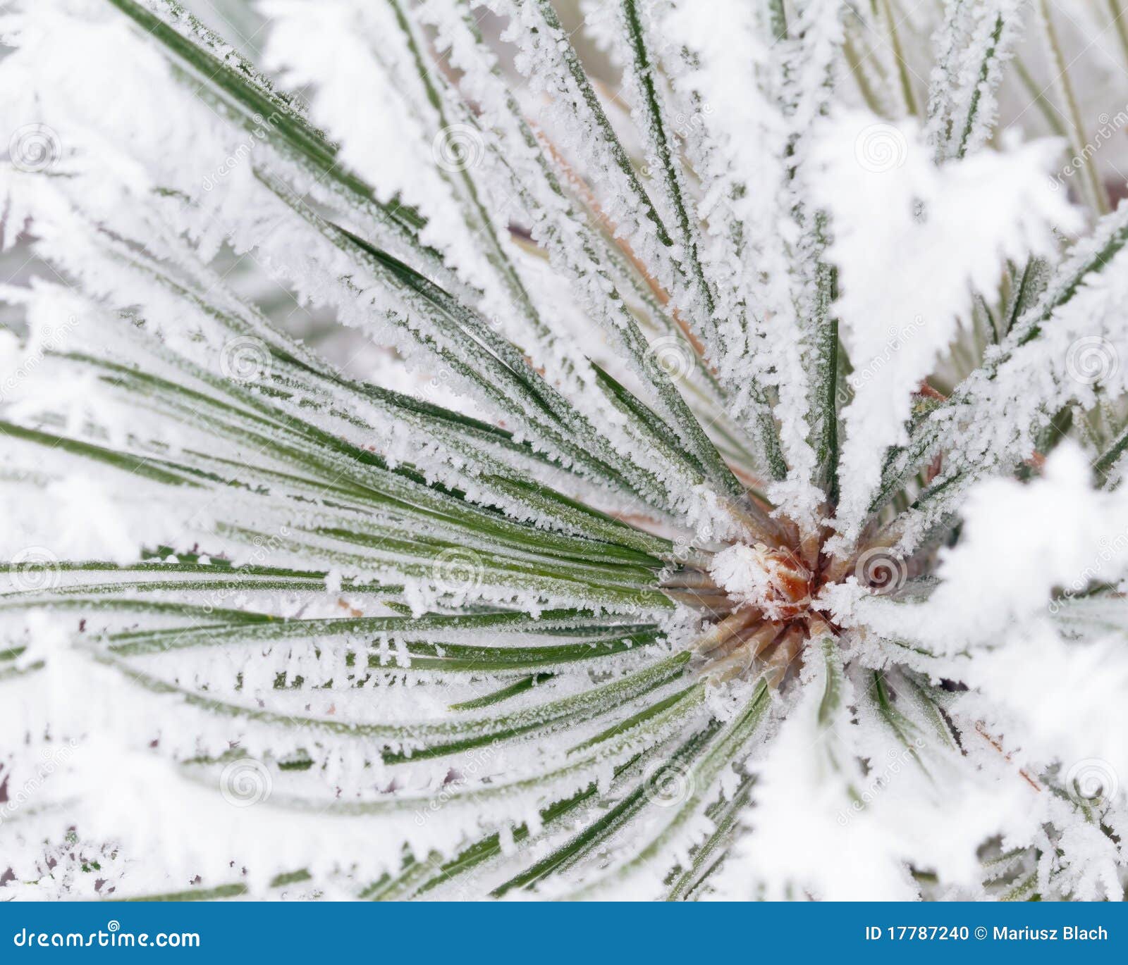 Frost on tree stock photo. Image of outdoors, winter - 17787240