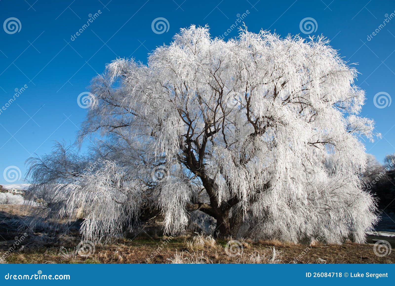 Frost tree stock photo. Image of plant, snow, frosty - 26084718