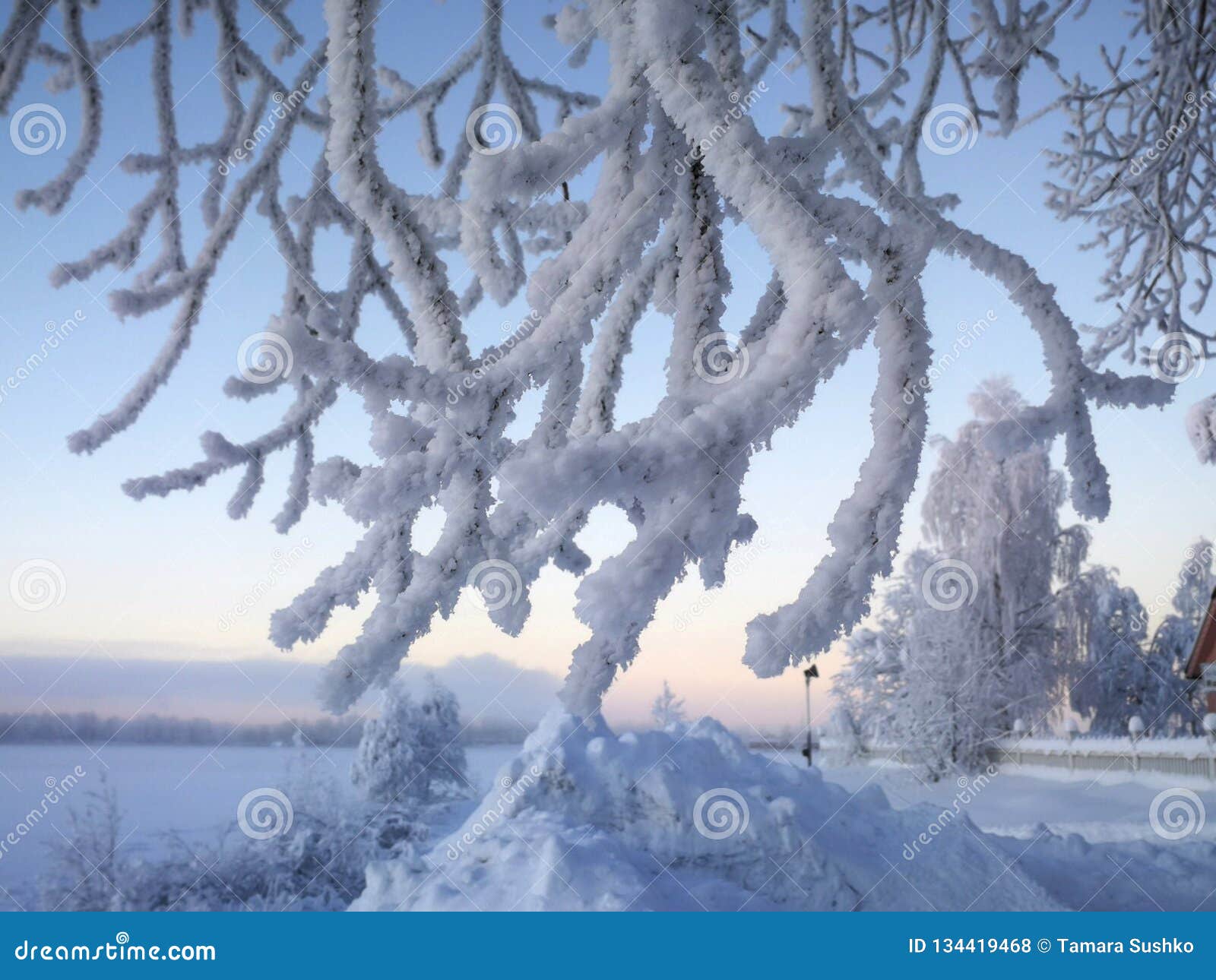 Frost on a tree stock photo. Image of arctic, snow, laponian - 134419468