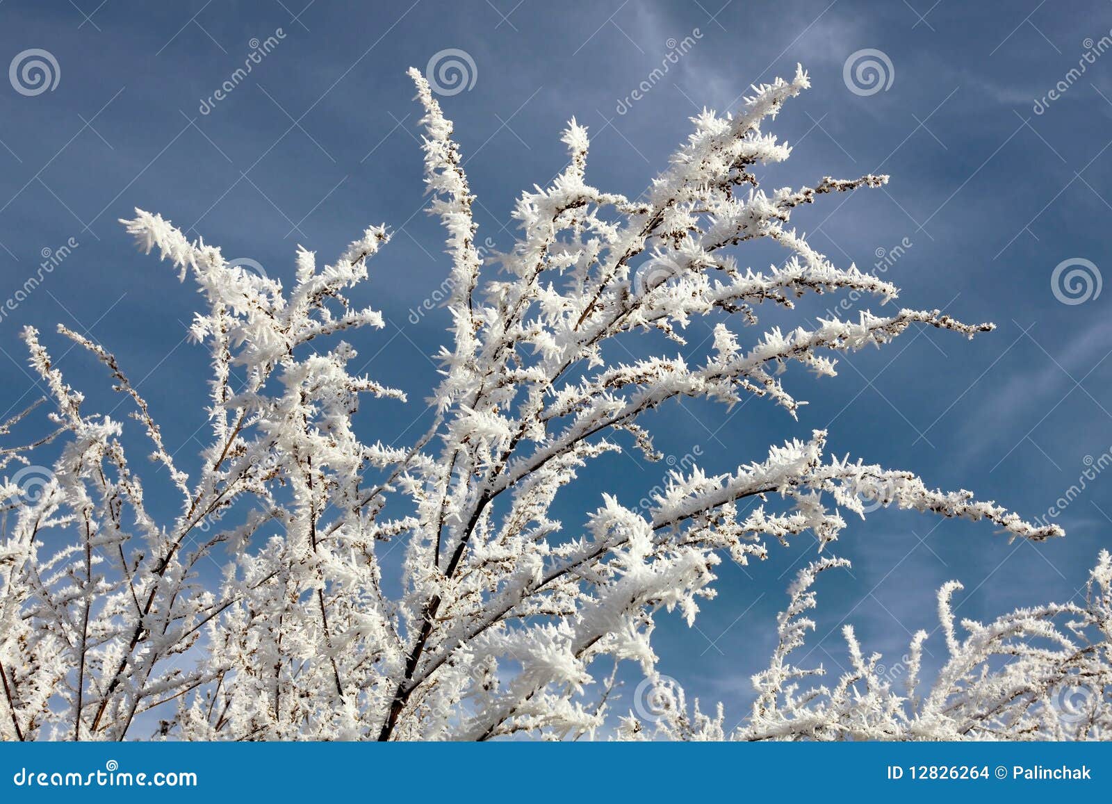 Frost tree branches stock photo. Image of january, white - 12826264