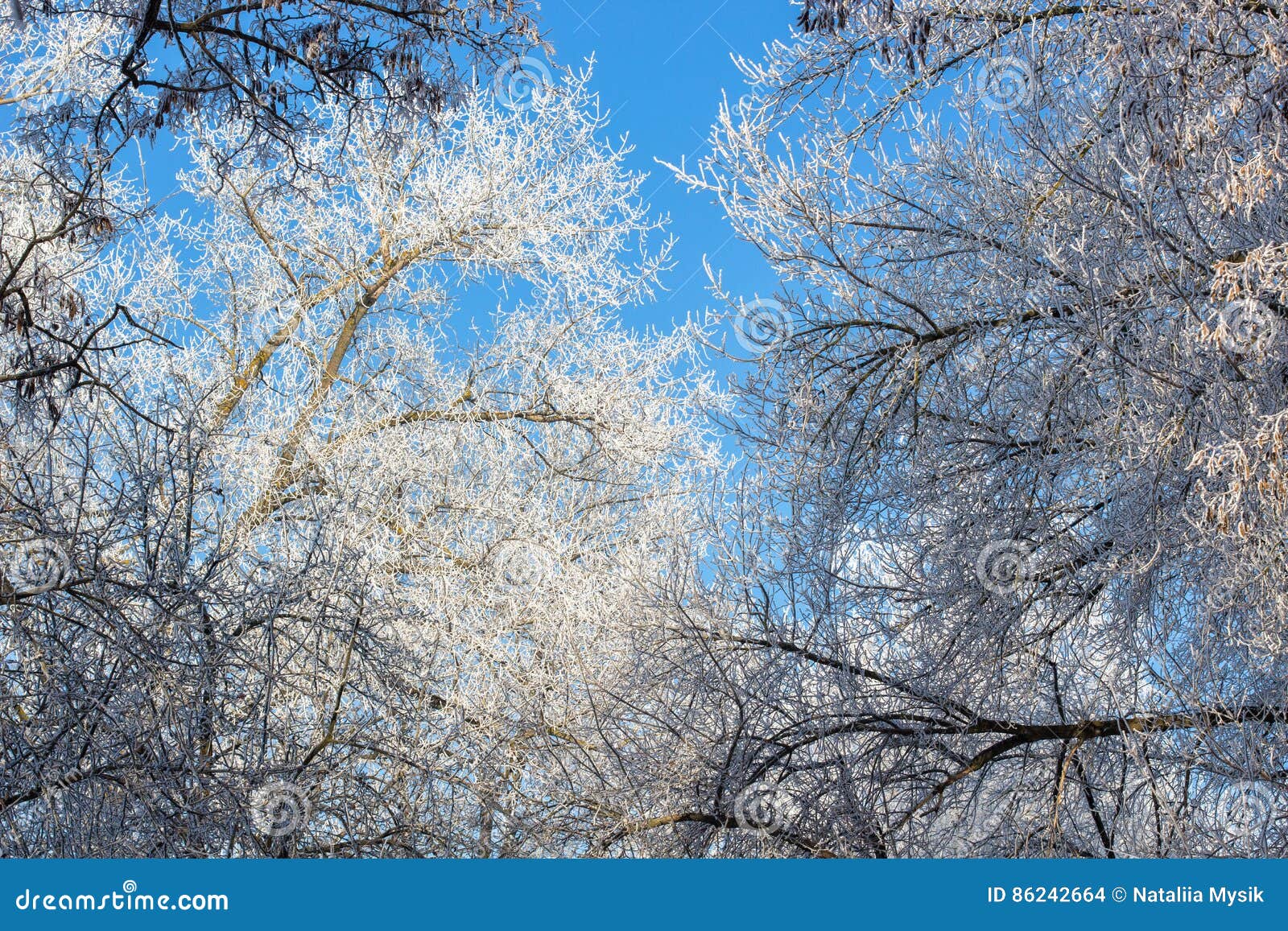 Frost on Tree Branches Against the Sky. Stock Photo - Image of frost ...