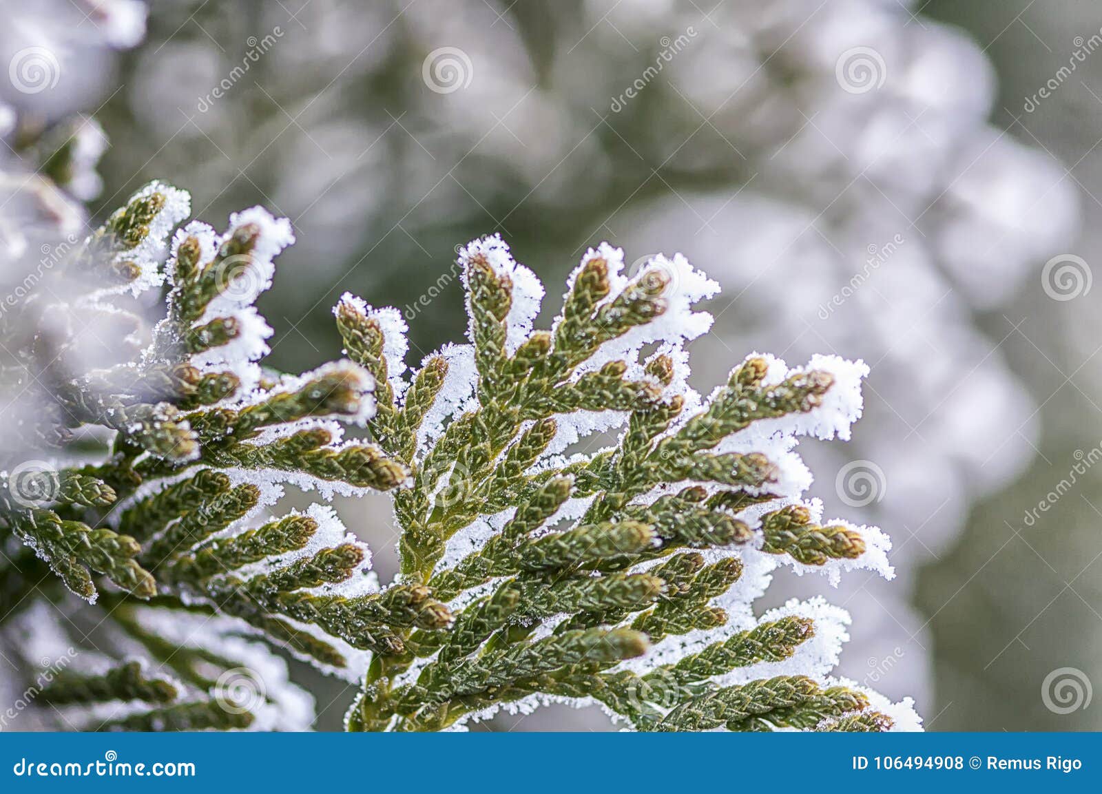 Frost on tree branches stock photo. Image of natural - 106494908