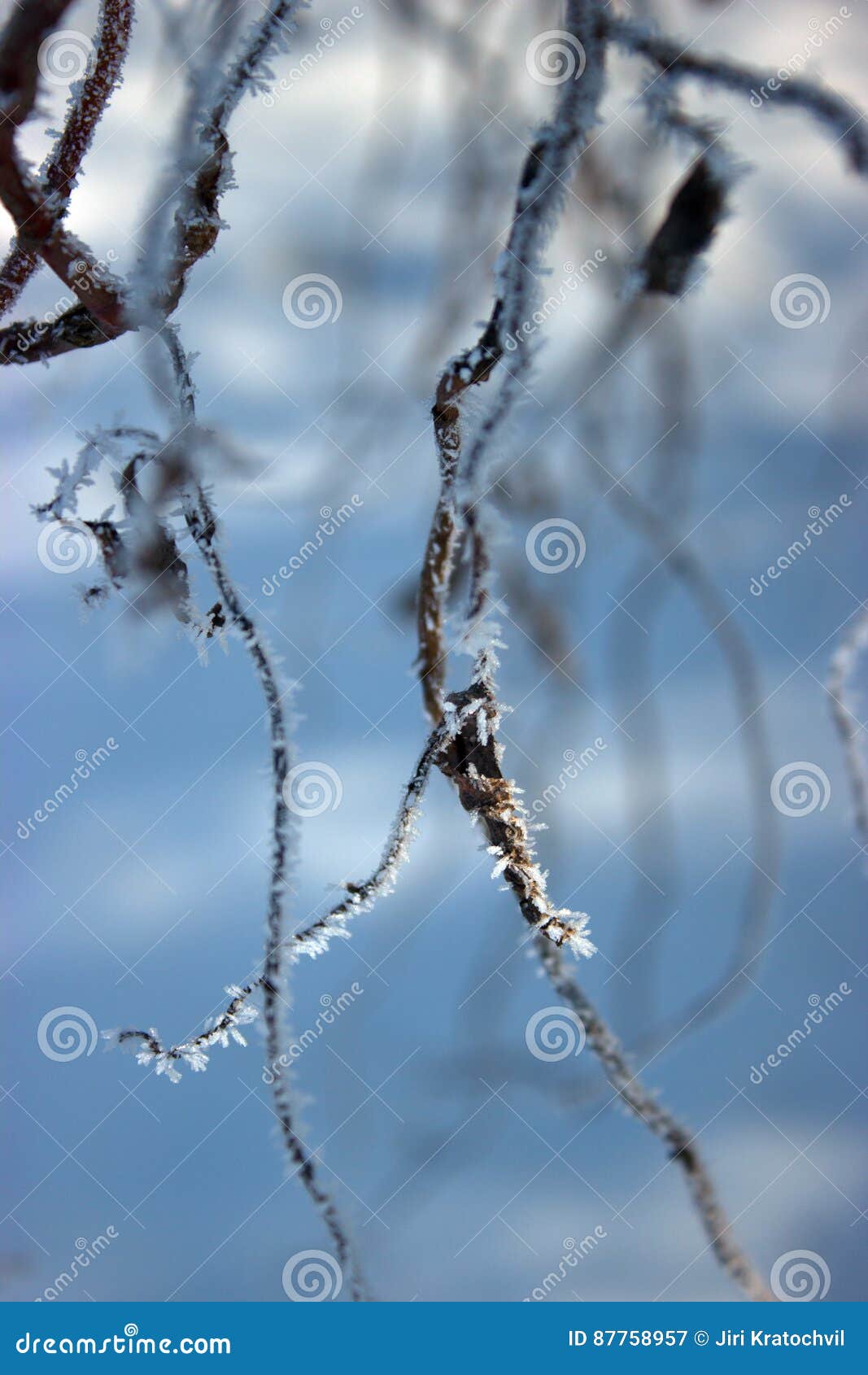 Frost on a tree. stock image. Image of environment, detail - 87758957