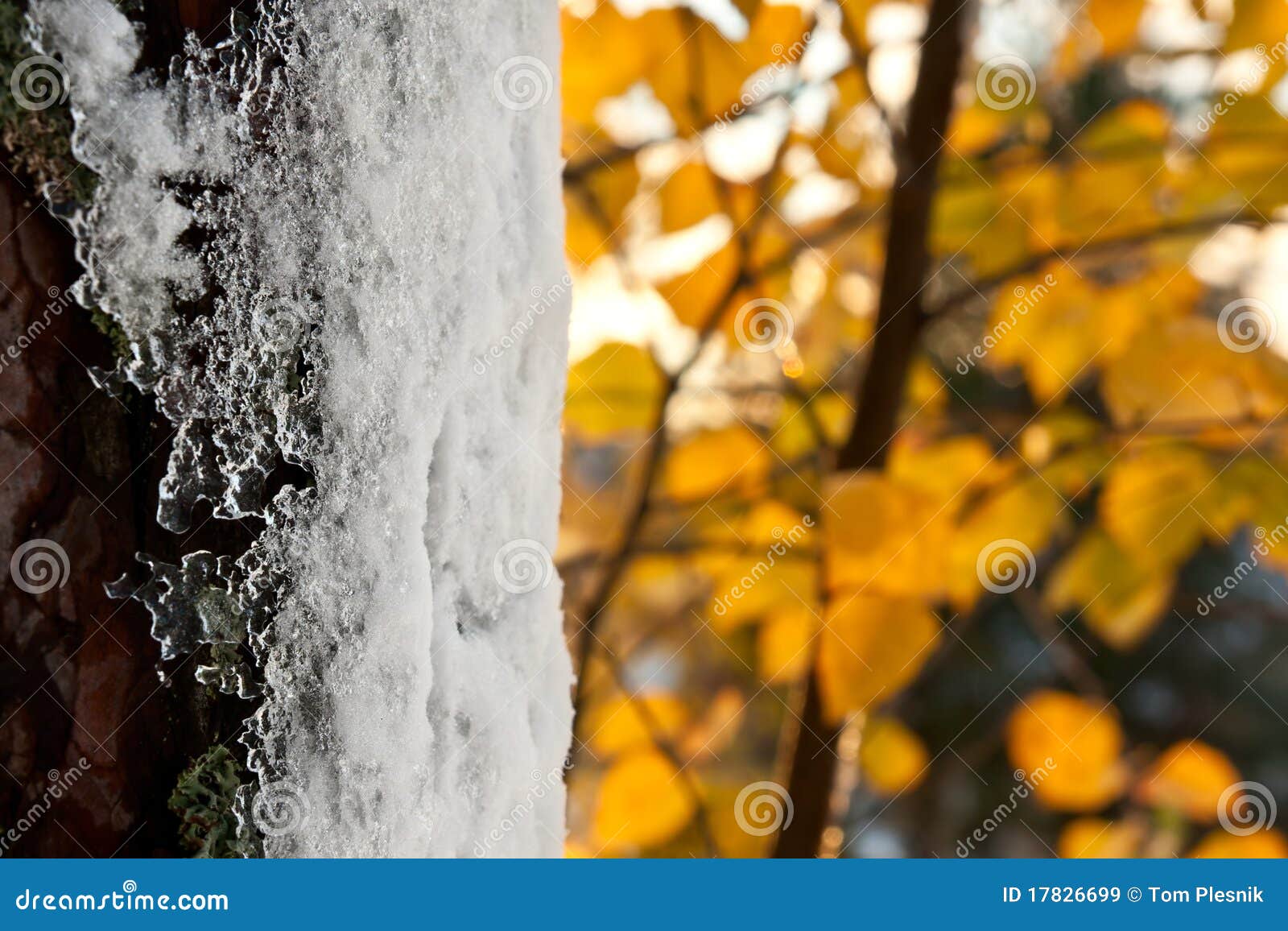 Frost on Tree Trunk in Autumn Stock Image - Image of pattern, snow ...