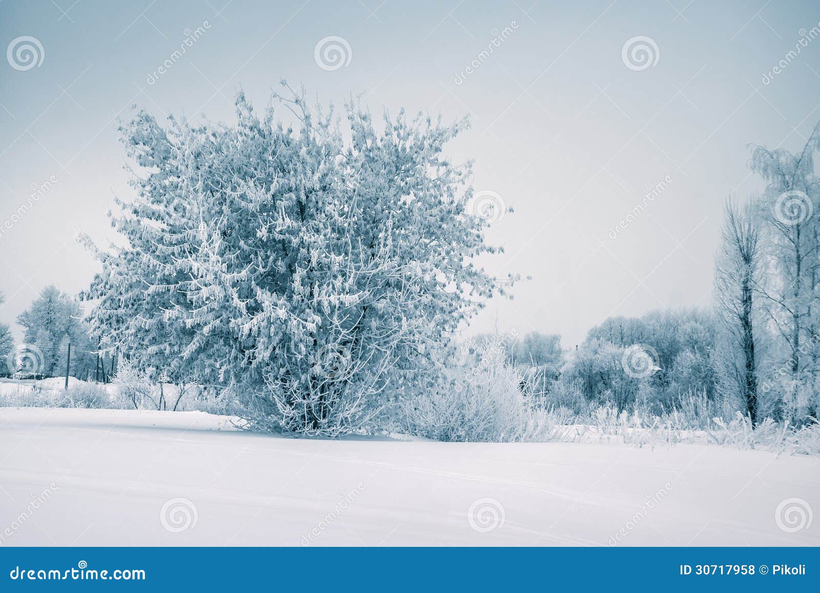 Frost Tree in Winter Forest on Morning with Fresh Snow Stock Photo ...