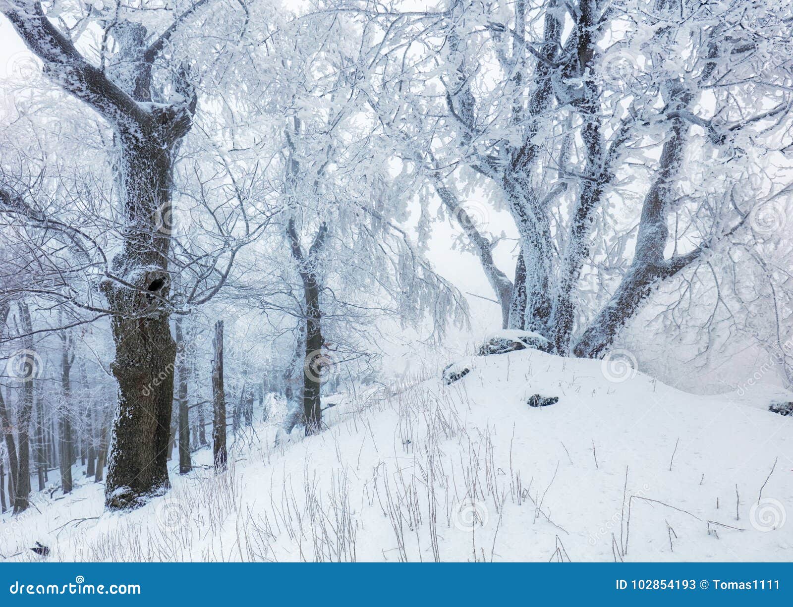 Frost Tree in Winter Mountain Stock Image - Image of field, frozen ...
