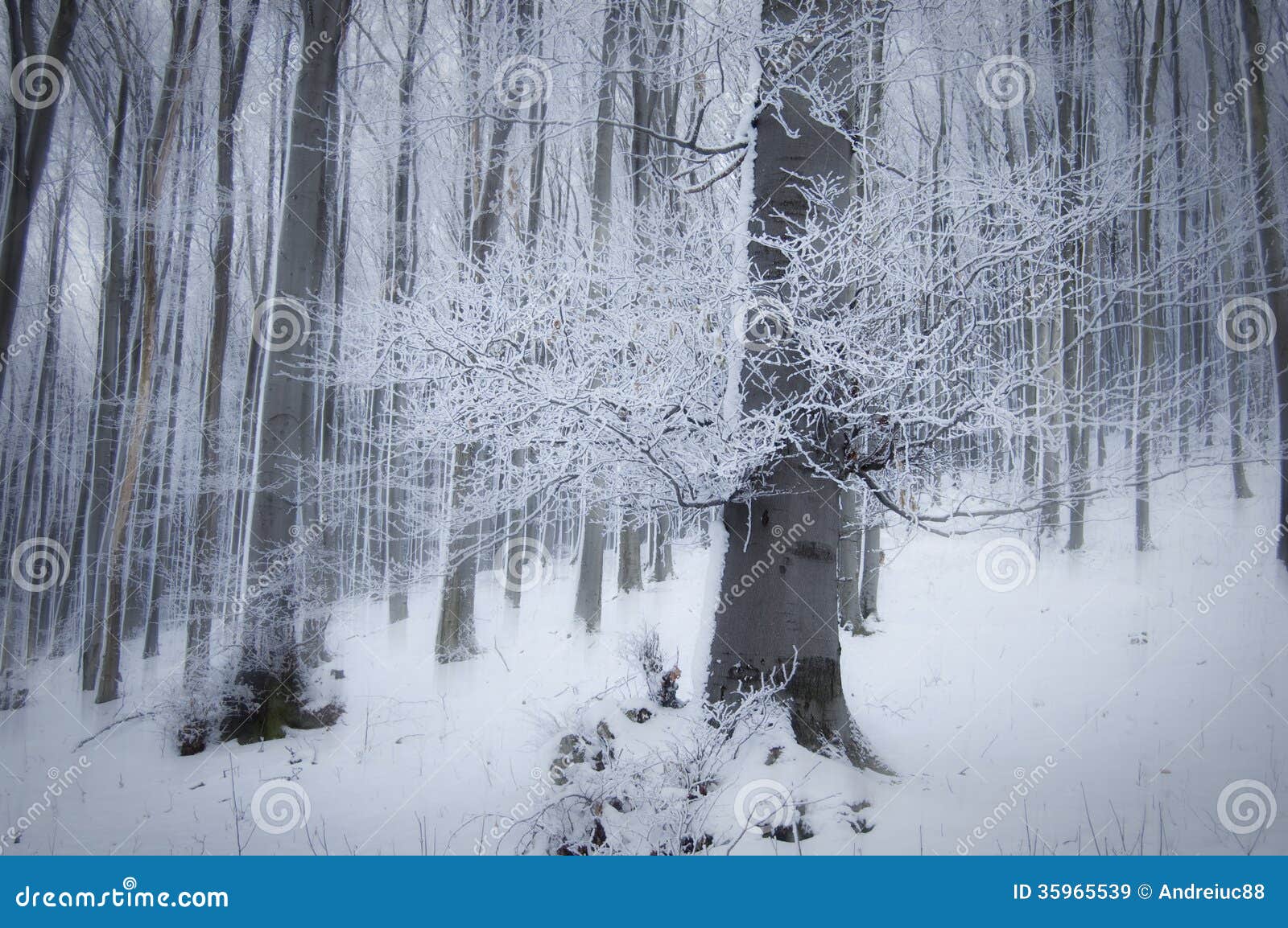 Frost on Trees in a Beautiful Forest with Fog in Winter Stock Image ...
