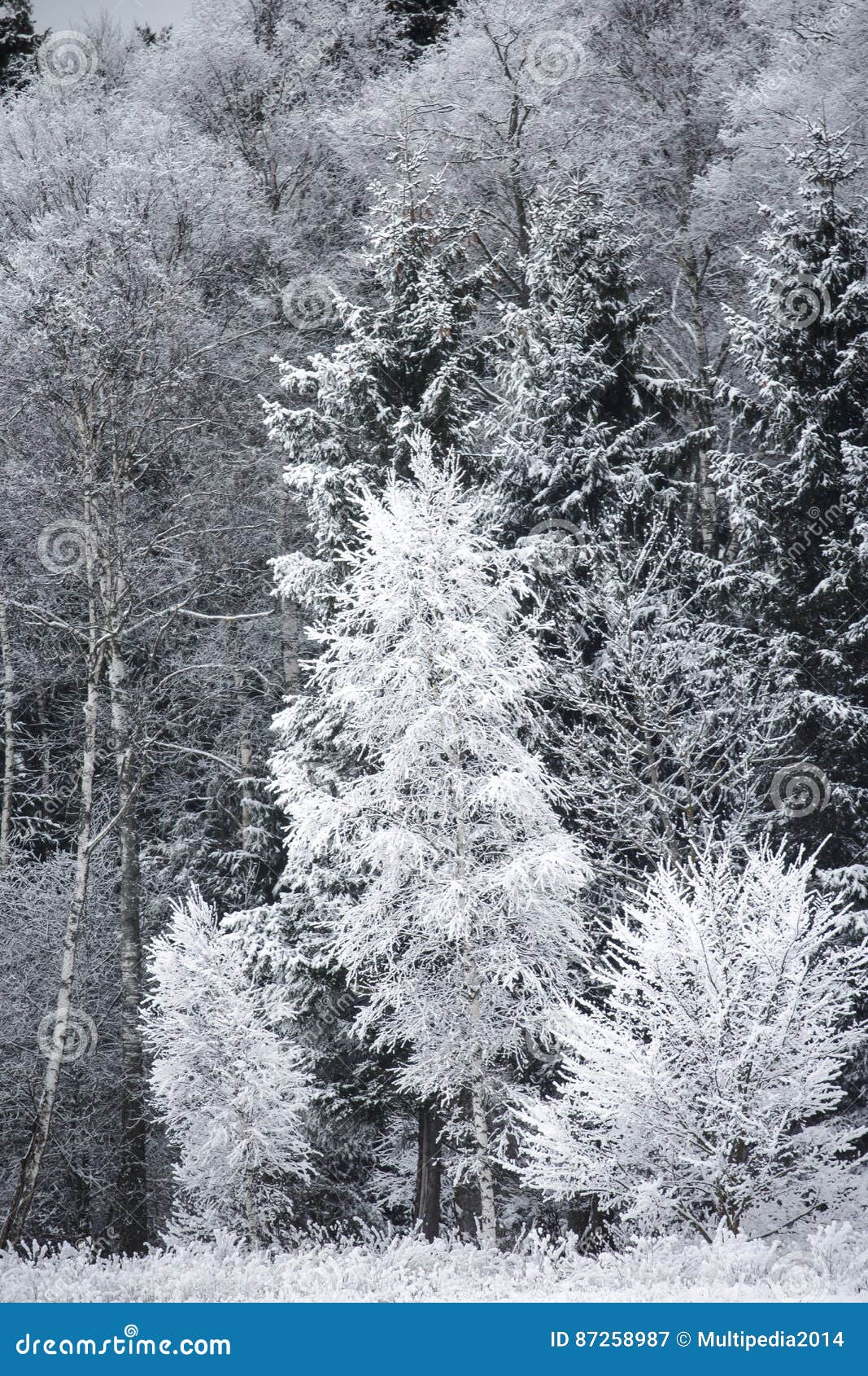 Frost on the Trees at the Forest Edge Stock Image - Image of view ...