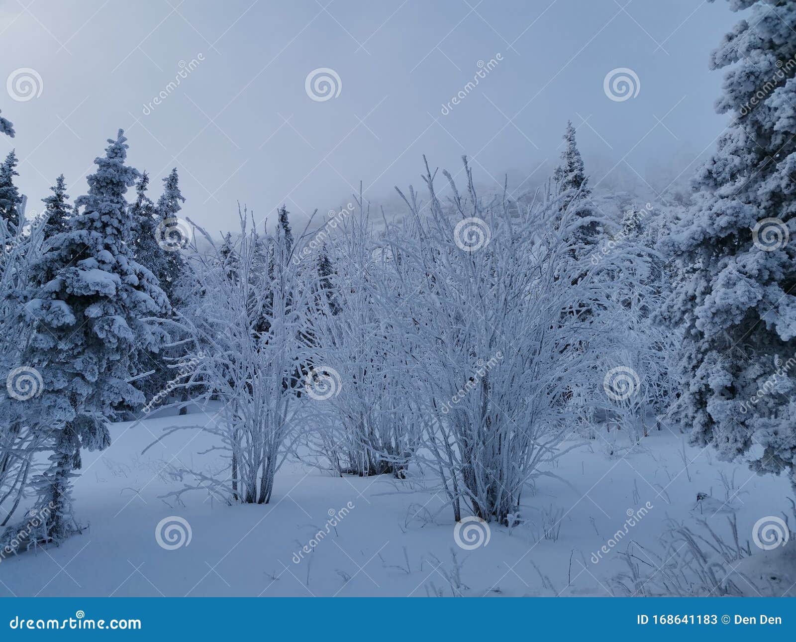 Frost on the trees stock image. Image of taganay, evening - 168641183