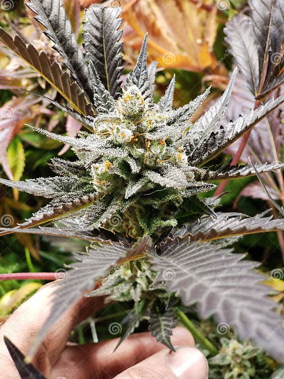 Frost weed tricombs stock photo. Image of weed, cannabis - 212035824