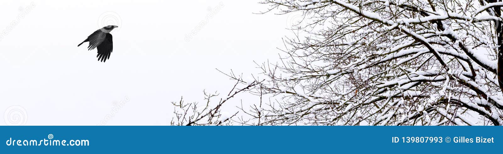 Horizontal Banner of a Cold and Snowy Winter Stock Image - Image of ...