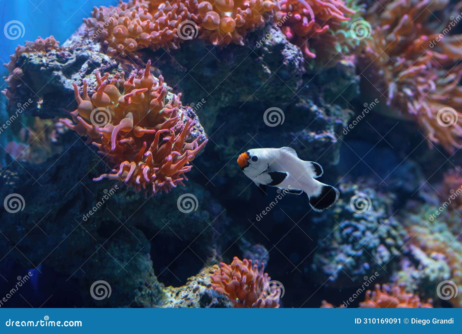 Frostbite Ocellaris Clownfish - Aquarium Fish Stock Image - Image of ...