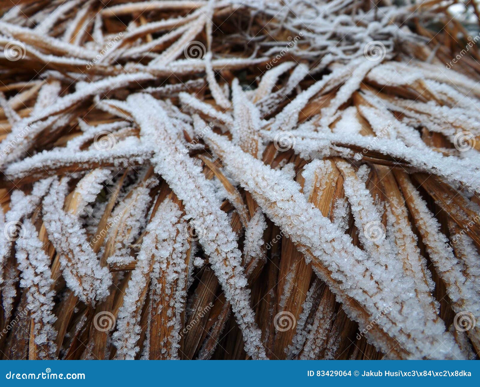 Frostbite on plant stock photo. Image of nature, cold - 83429064