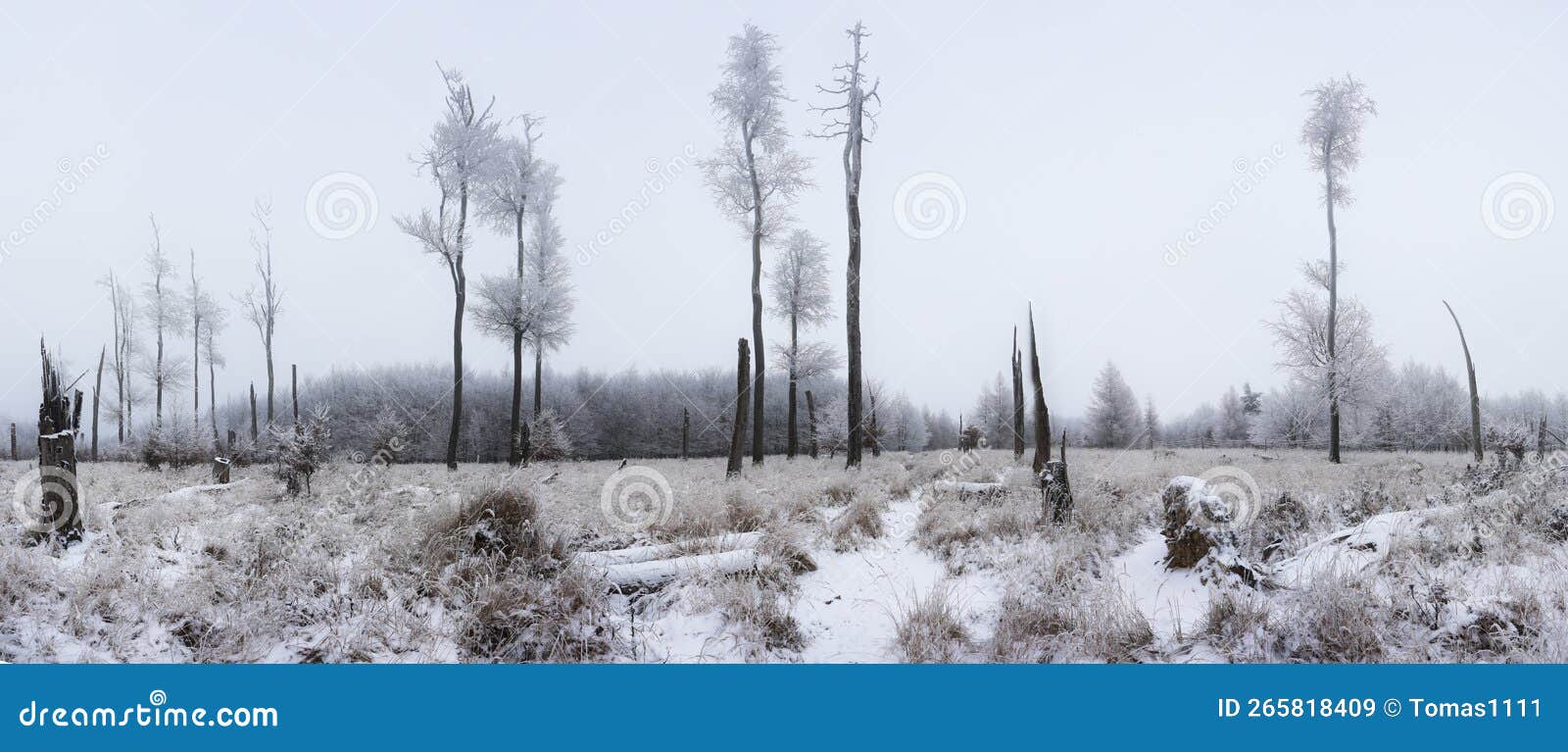 Froste Tree Covered Ice at Winter - Panoramic View Stock Image - Image ...