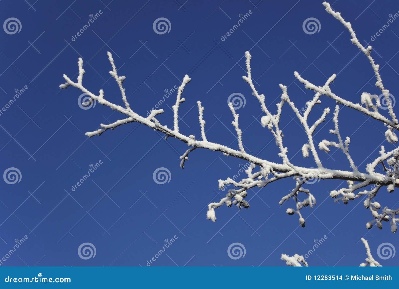 Frosted alder twigs stock photo. Image of tree, snow - 12283514